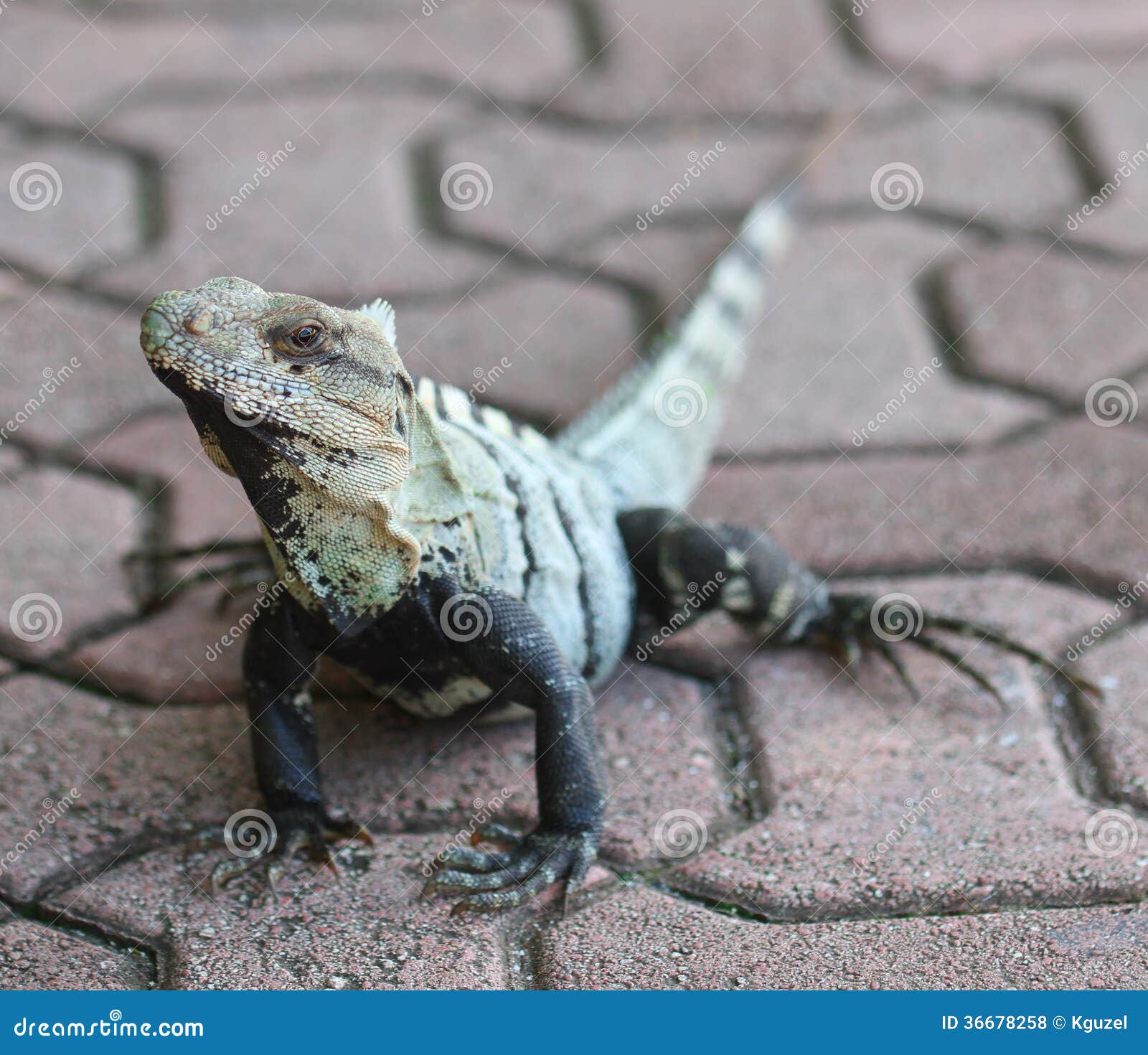 Iguana outdoor. Lizard stock photo. Image of detail, nature - 36678258