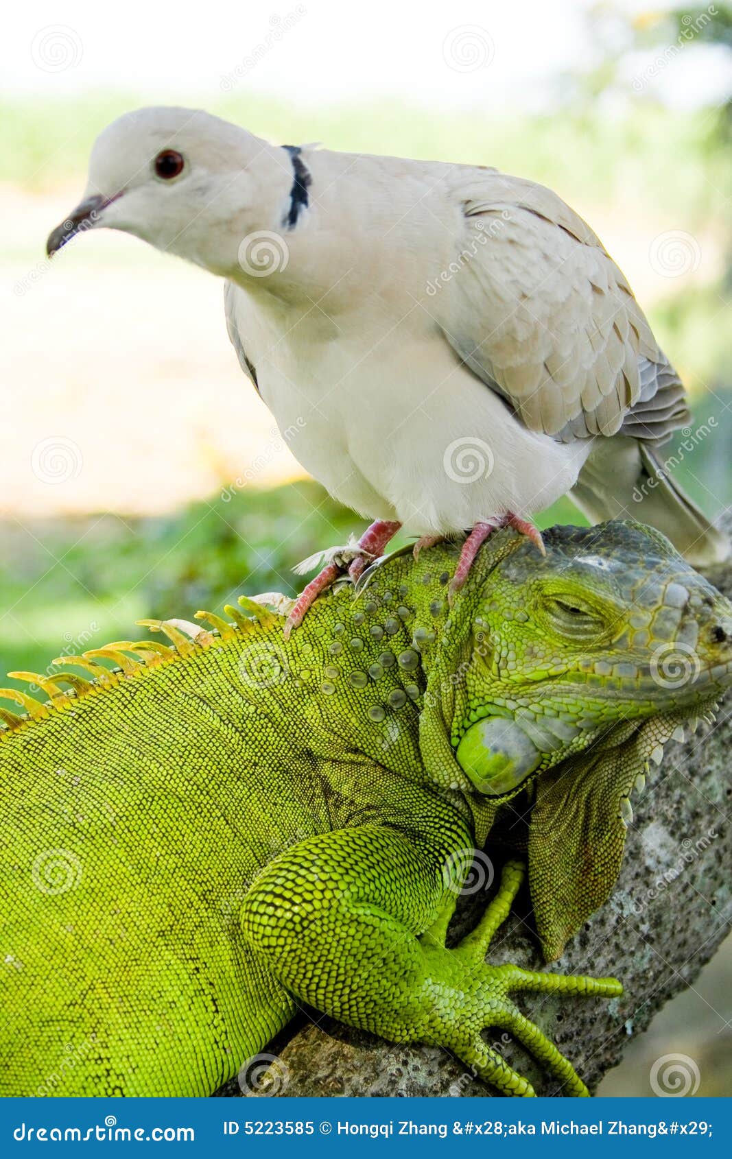 Iguana and pigeon stock image. Image of foot, dragon, feed - 5223585