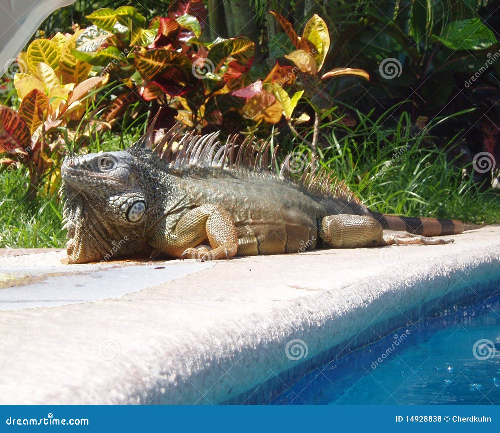 Iguana poolside stock photo. Image of bask, tropical - 14928838