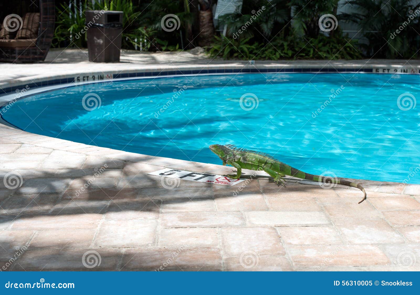 Iguana at Poolside Key West Stock Image - Image of spines, spike: 56310005