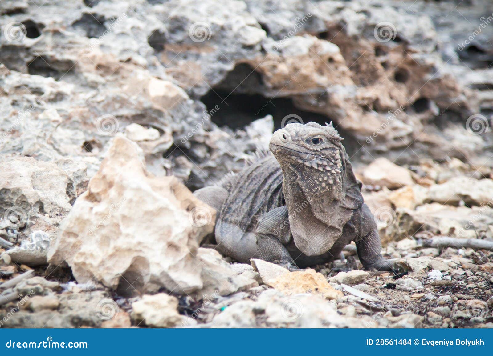 Iguana portrait stock photo. Image of creature, cuban - 28561484