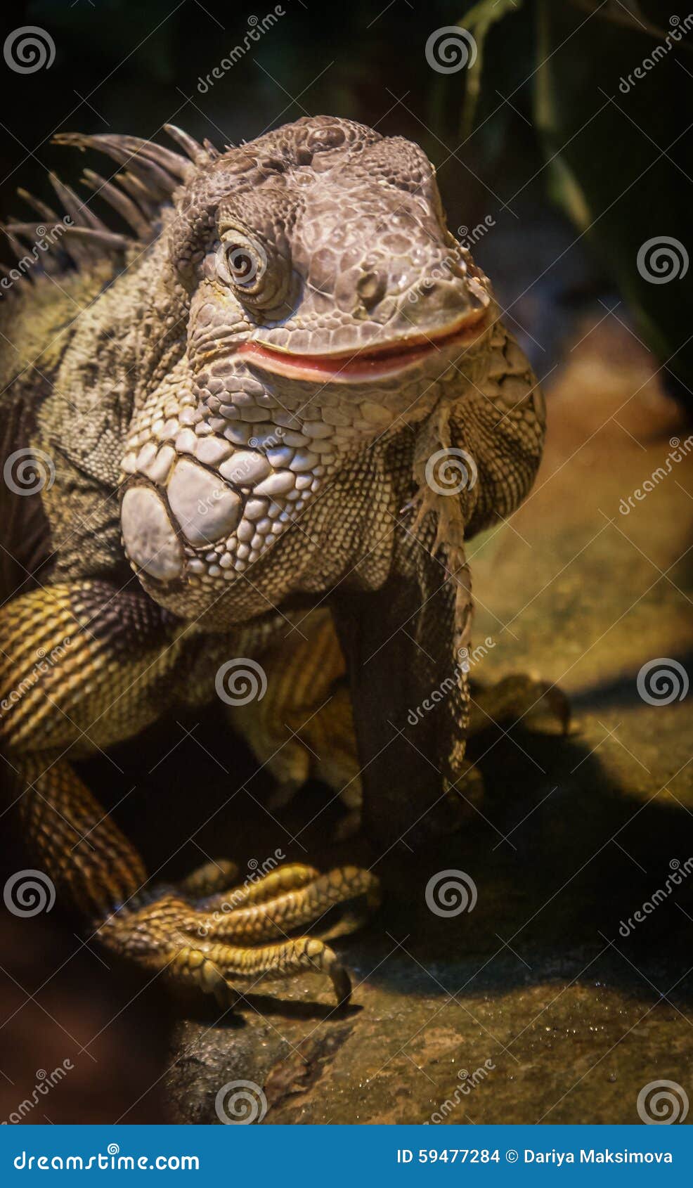 Iguana stock photo. Image of colorful, beautiful, looking - 59477284