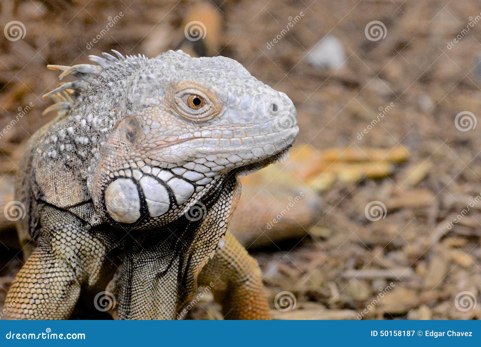 Iguana stock image. Image of portrait, colors, bokeh - 50158187