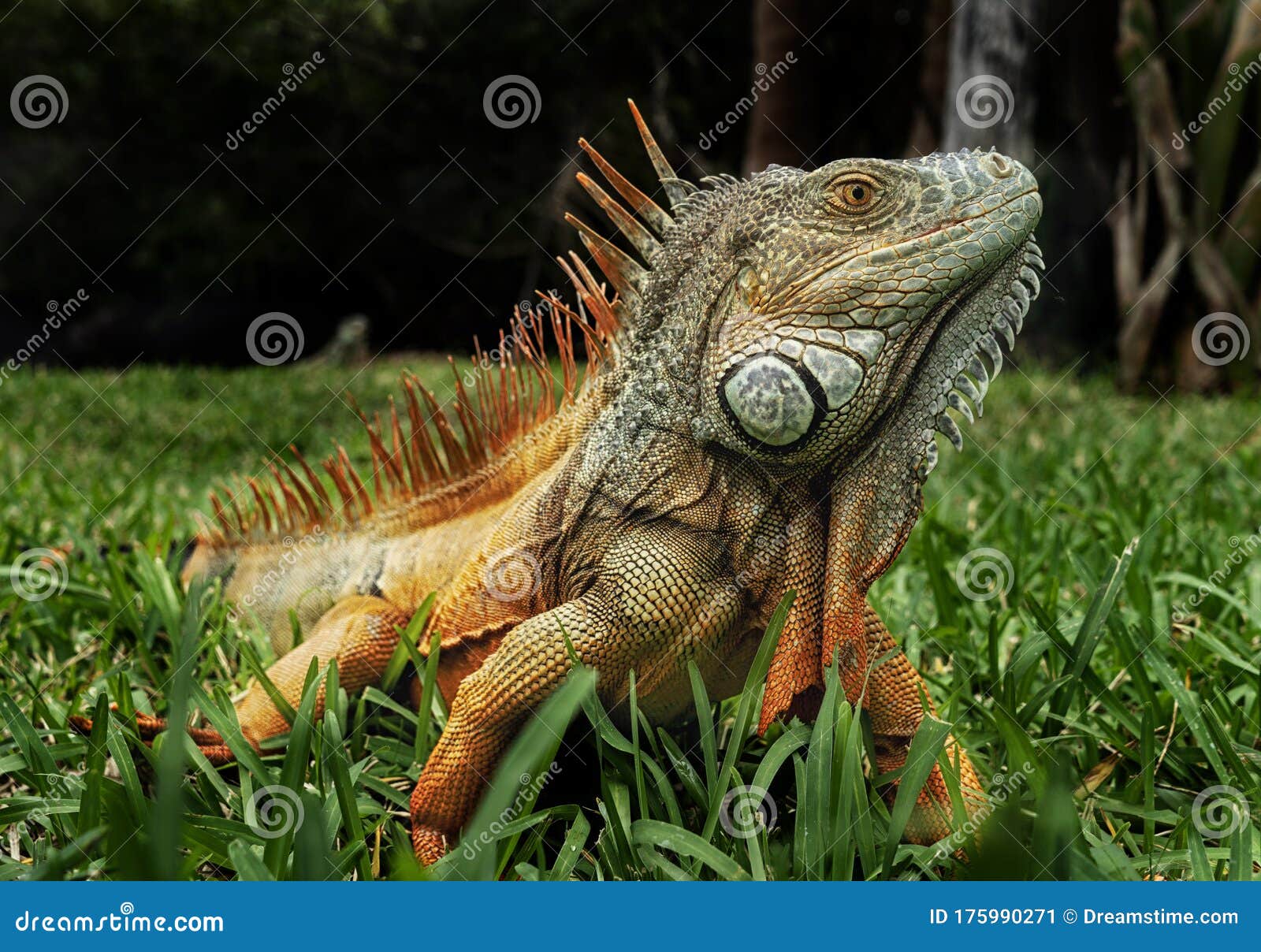 The king of lizards stock image. Image of nature, posing - 175990271