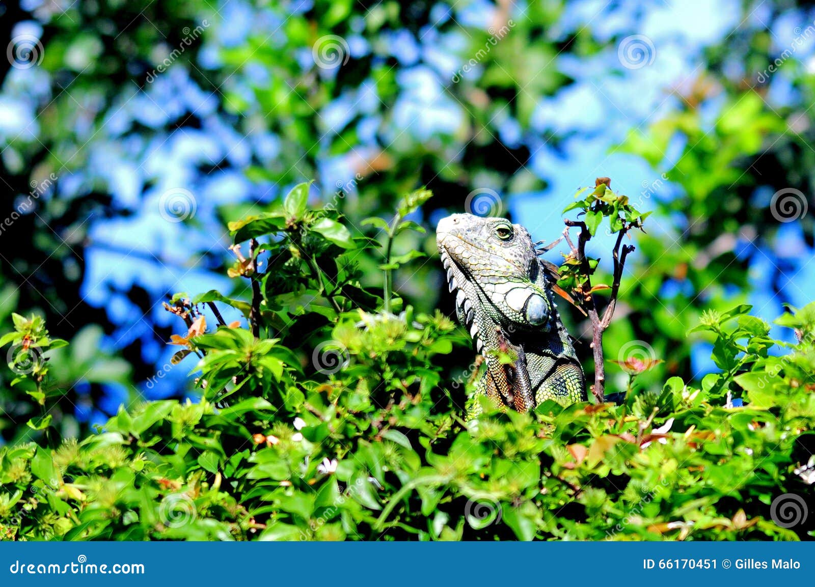 Iguana Posing In Puerto Rico Royalty-Free Stock Photography ...