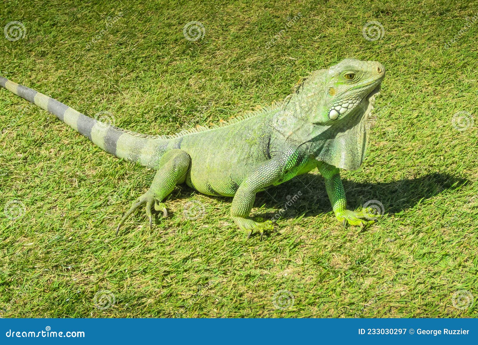 Iguana Posing in Puerto Rico Stock Image - Image of visiting, reptile ...