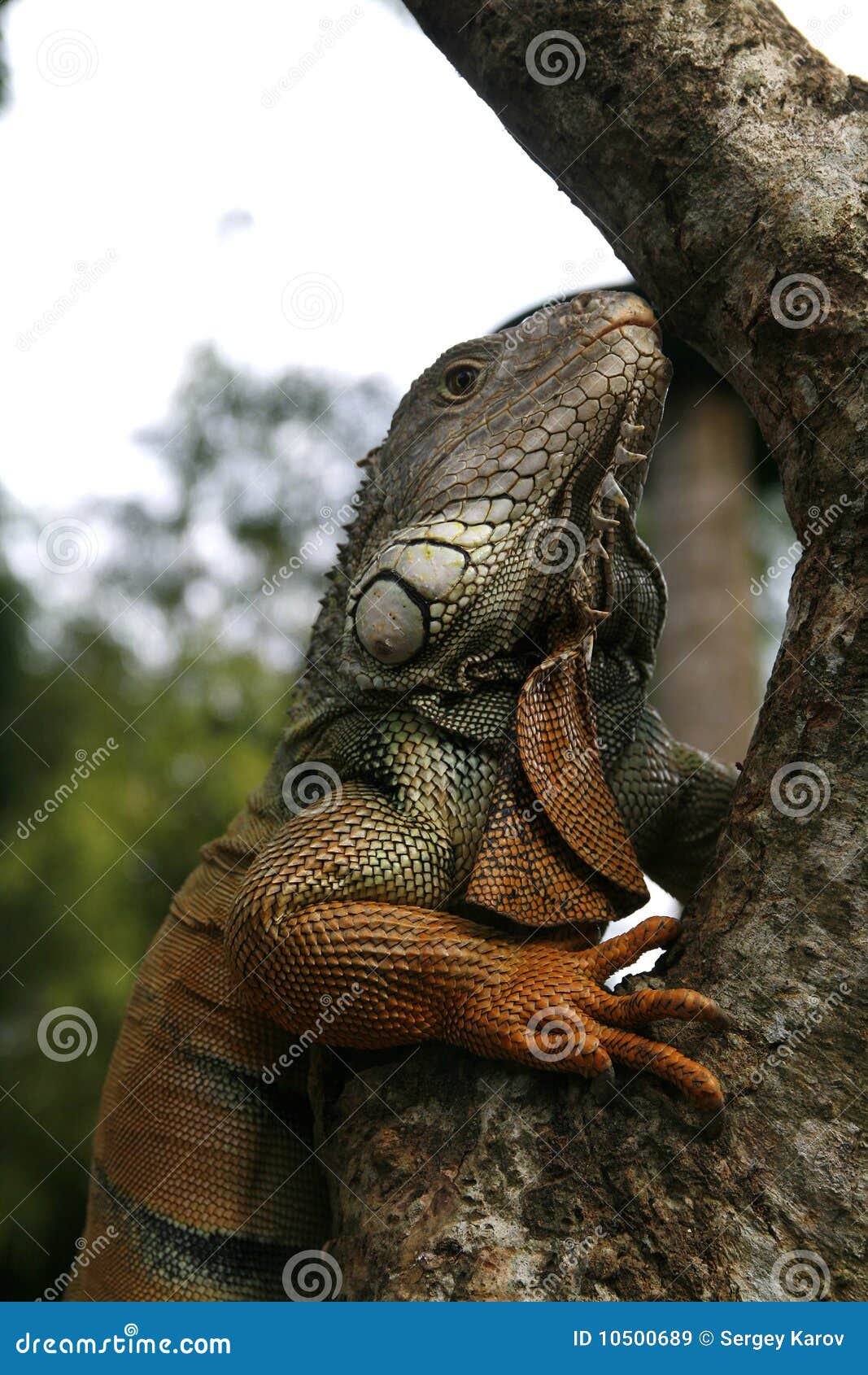 Iguana profile stock image. Image of husk, head, reptile - 10500689