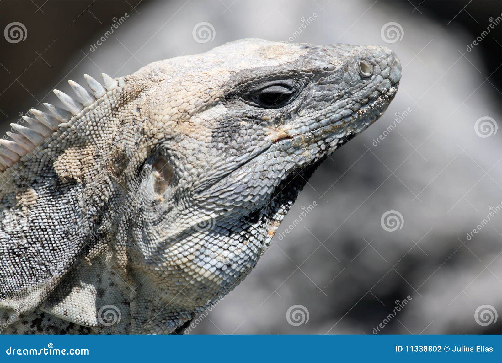 Iguana Profile stock photo. Image of garden, close, fauna - 11338802