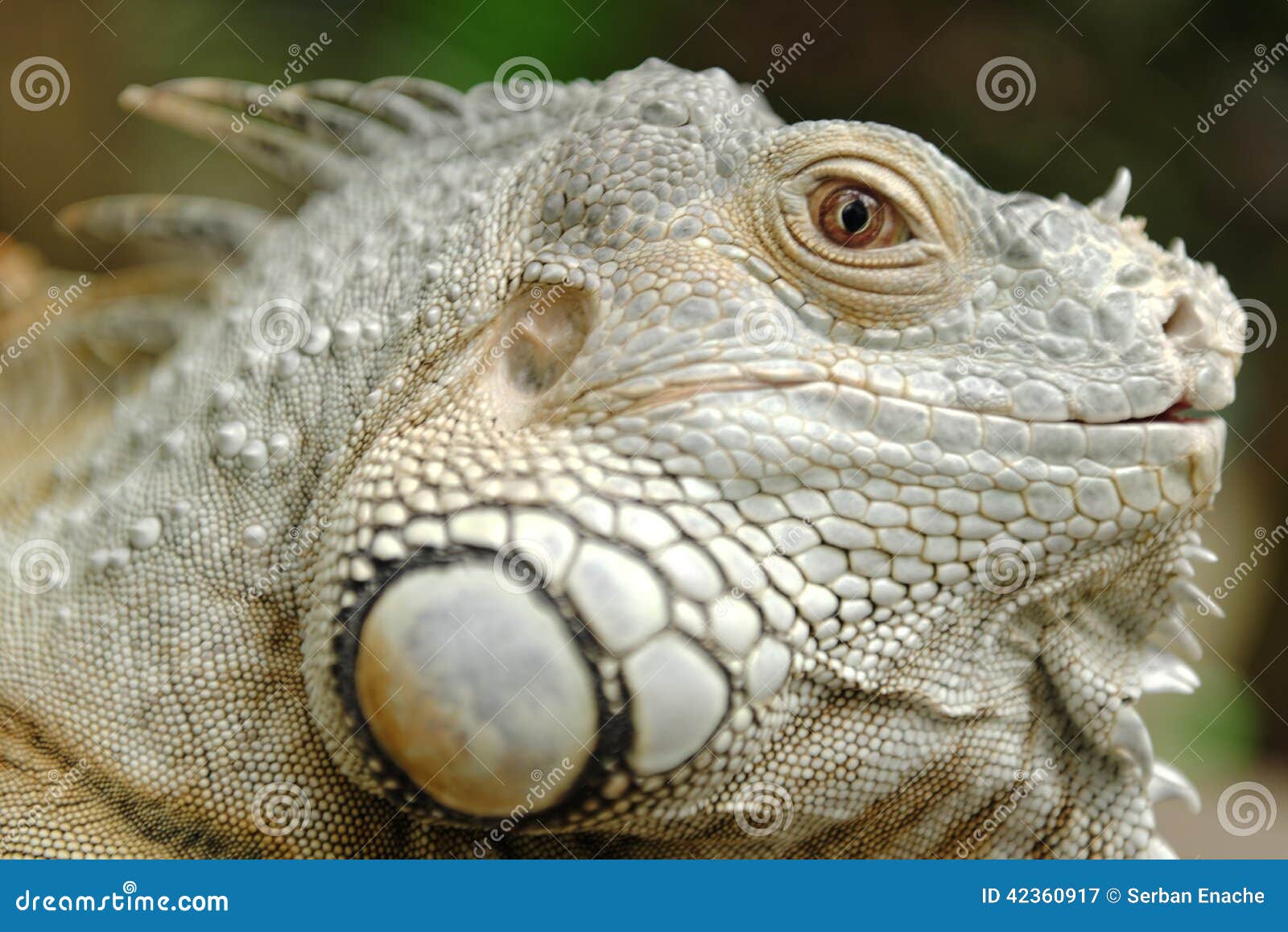 Iguana profile stock image. Image of wild, lizard, silhouette - 42360917