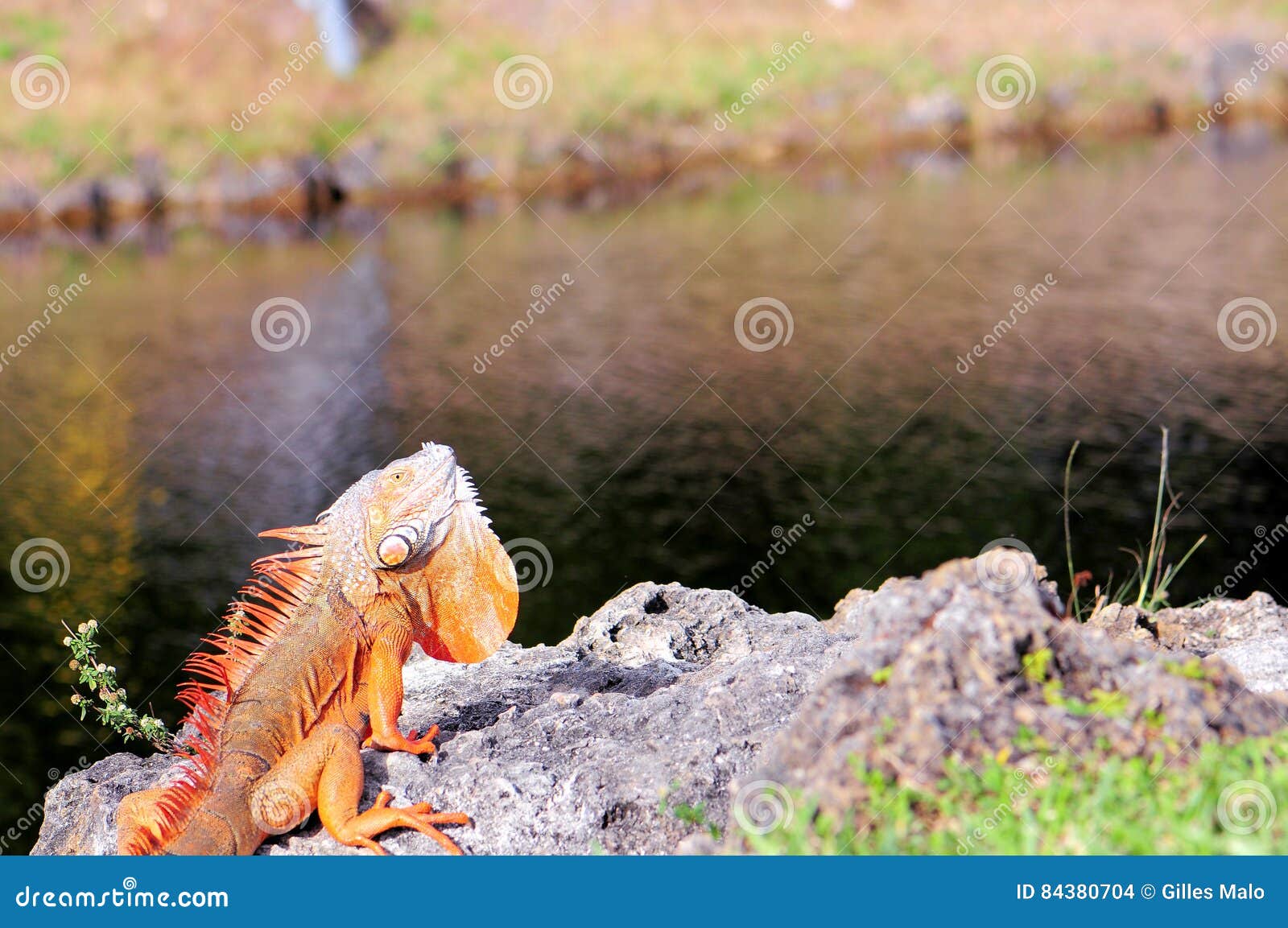 Iguana Que Muestra La Papada Foto de archivo - Imagen de iguanas, cubo ...