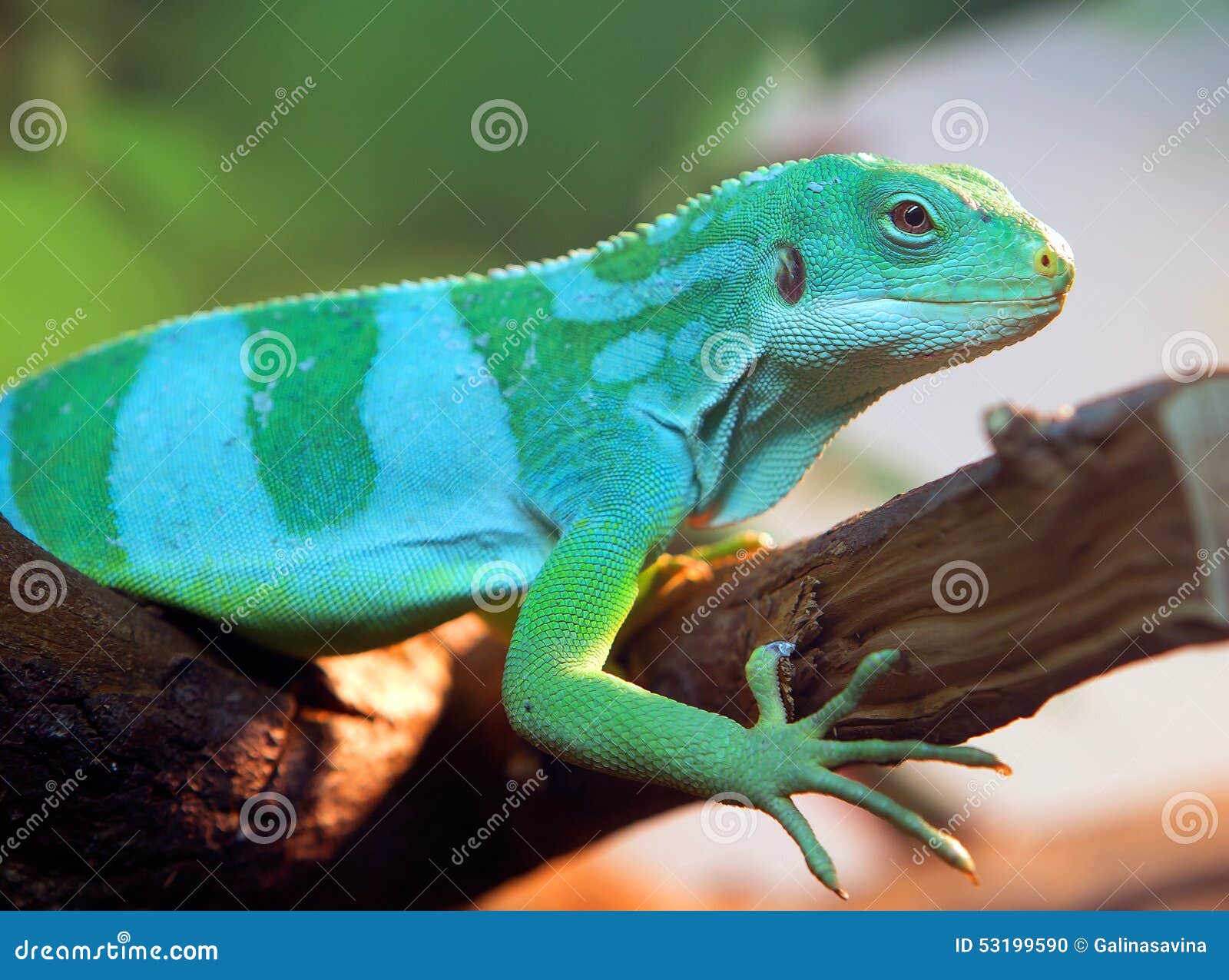 Iguana rayada del Fijian foto de archivo. Imagen de lagarto - 53199590