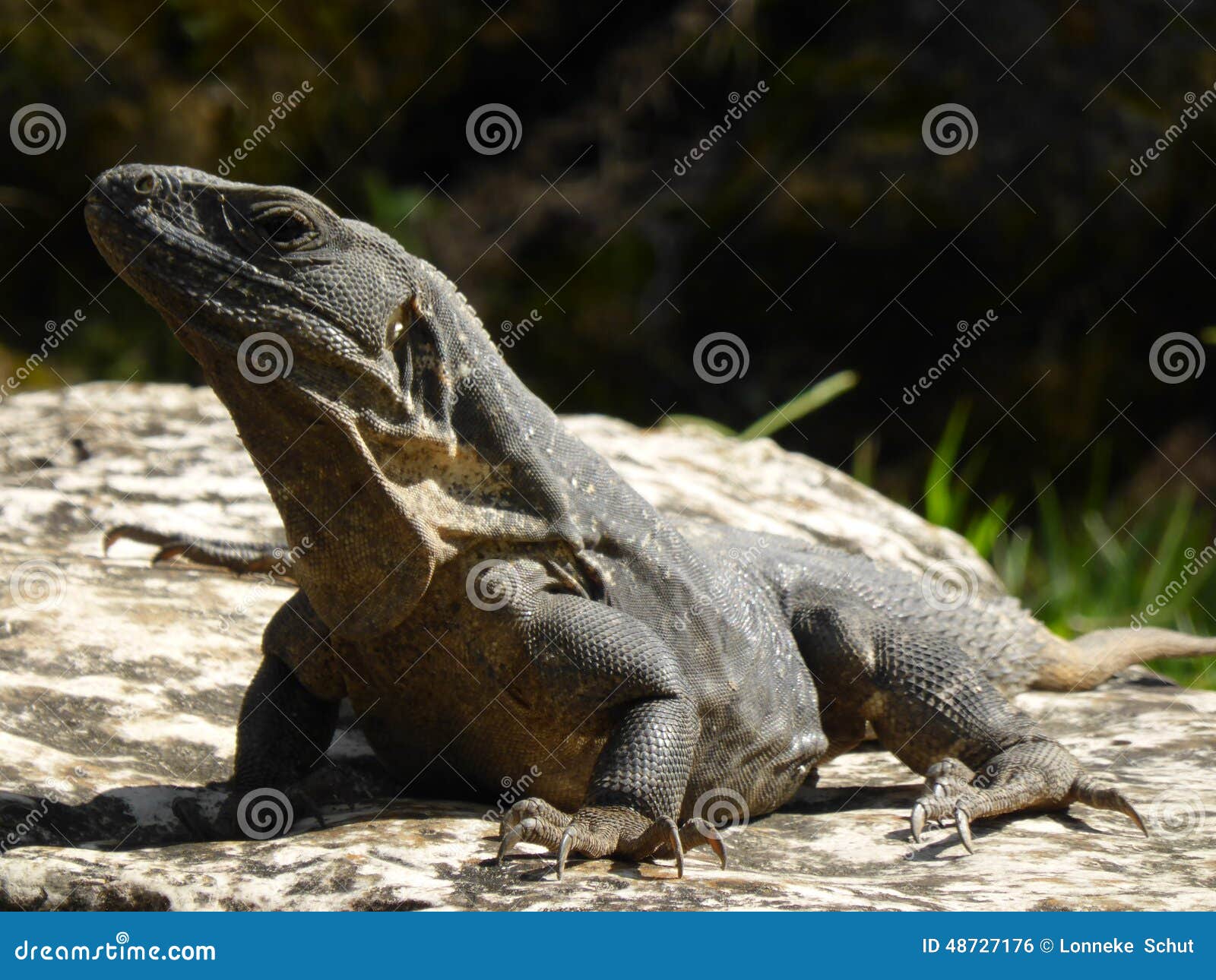 Iguana relaxing in the sun stock photo. Image of mexico - 48727176