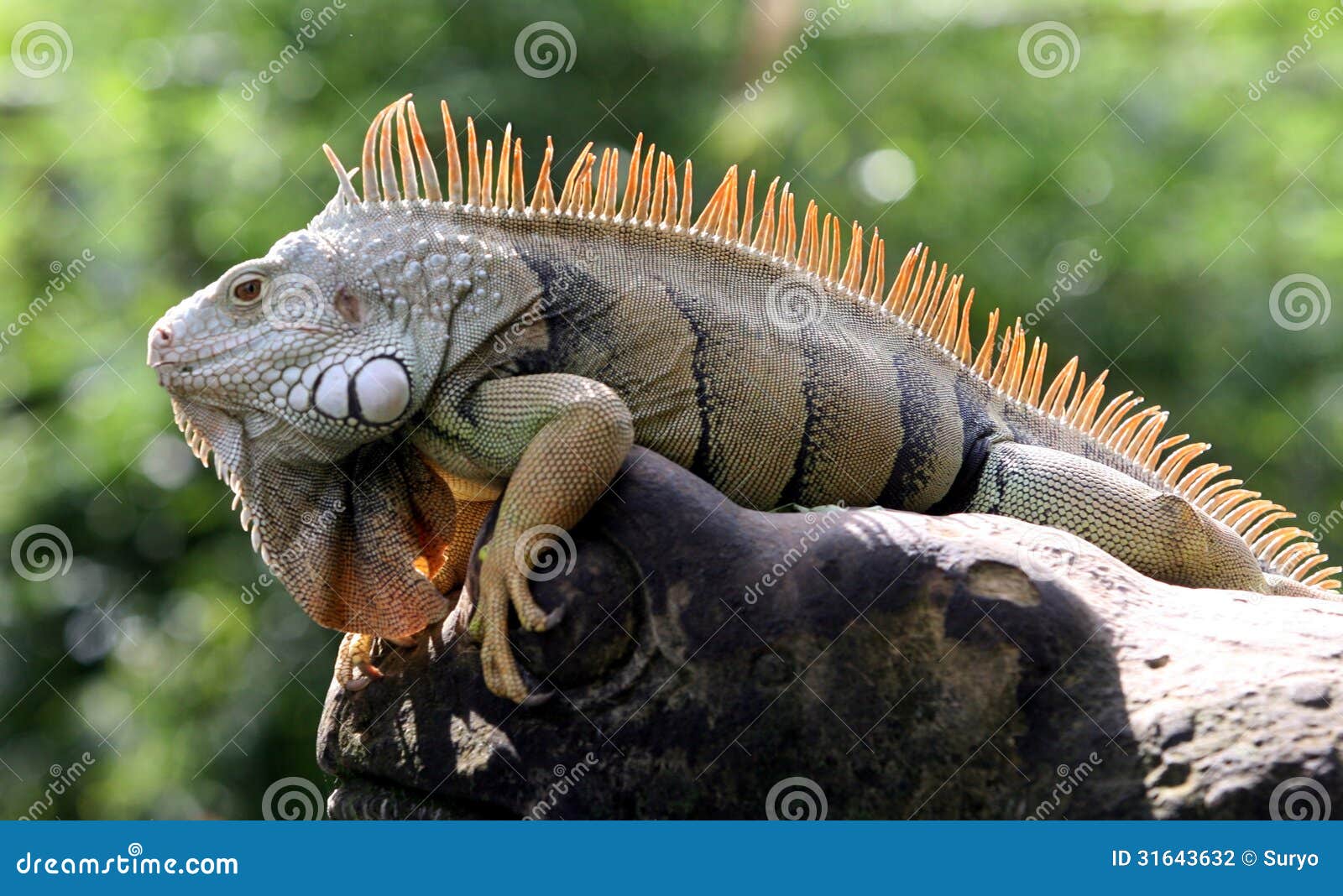 Iguana stock photo. Image of animal, indonesia, java - 31643632