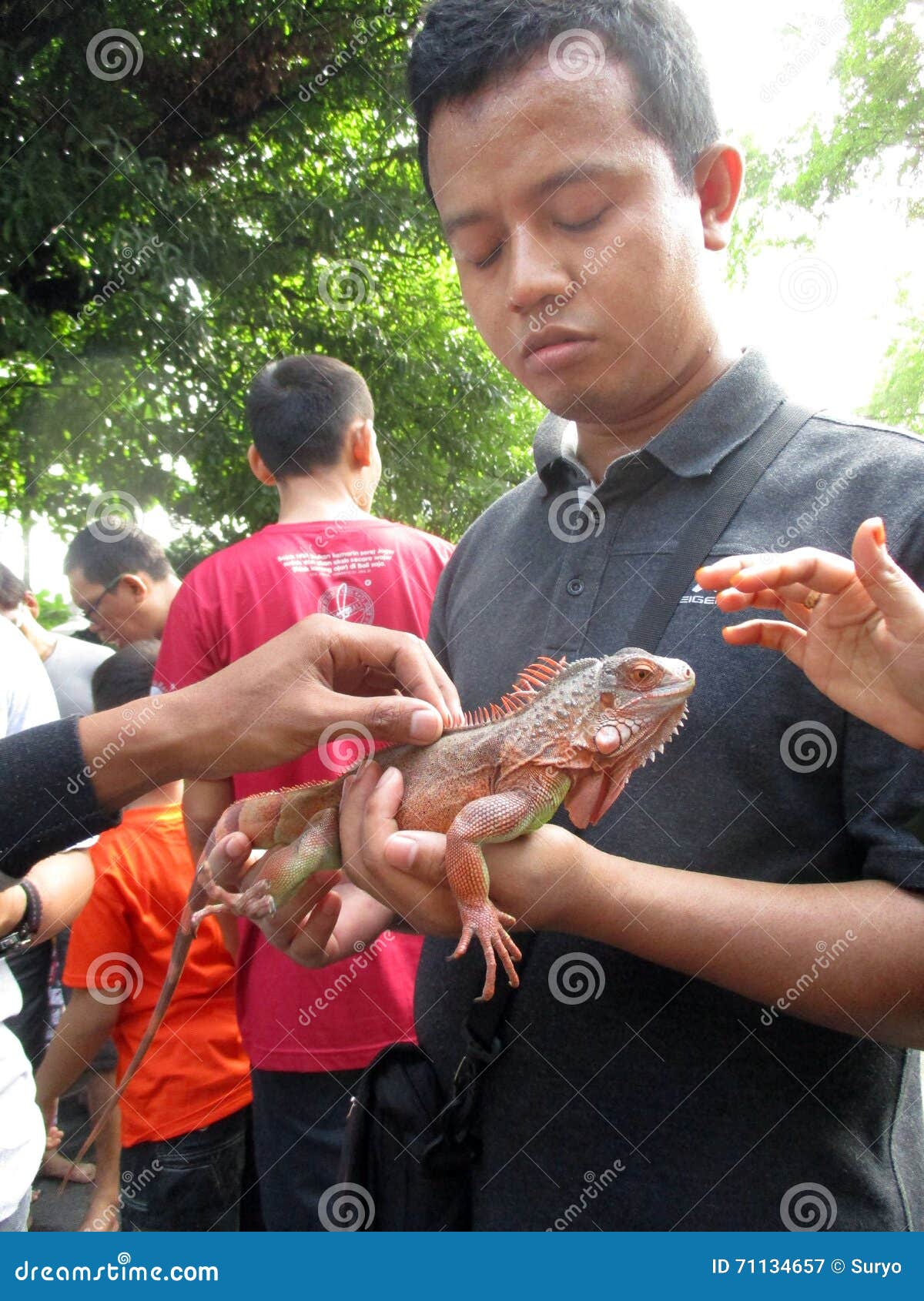 Iguana editorial photography. Image of solo, park, reptile - 71134657