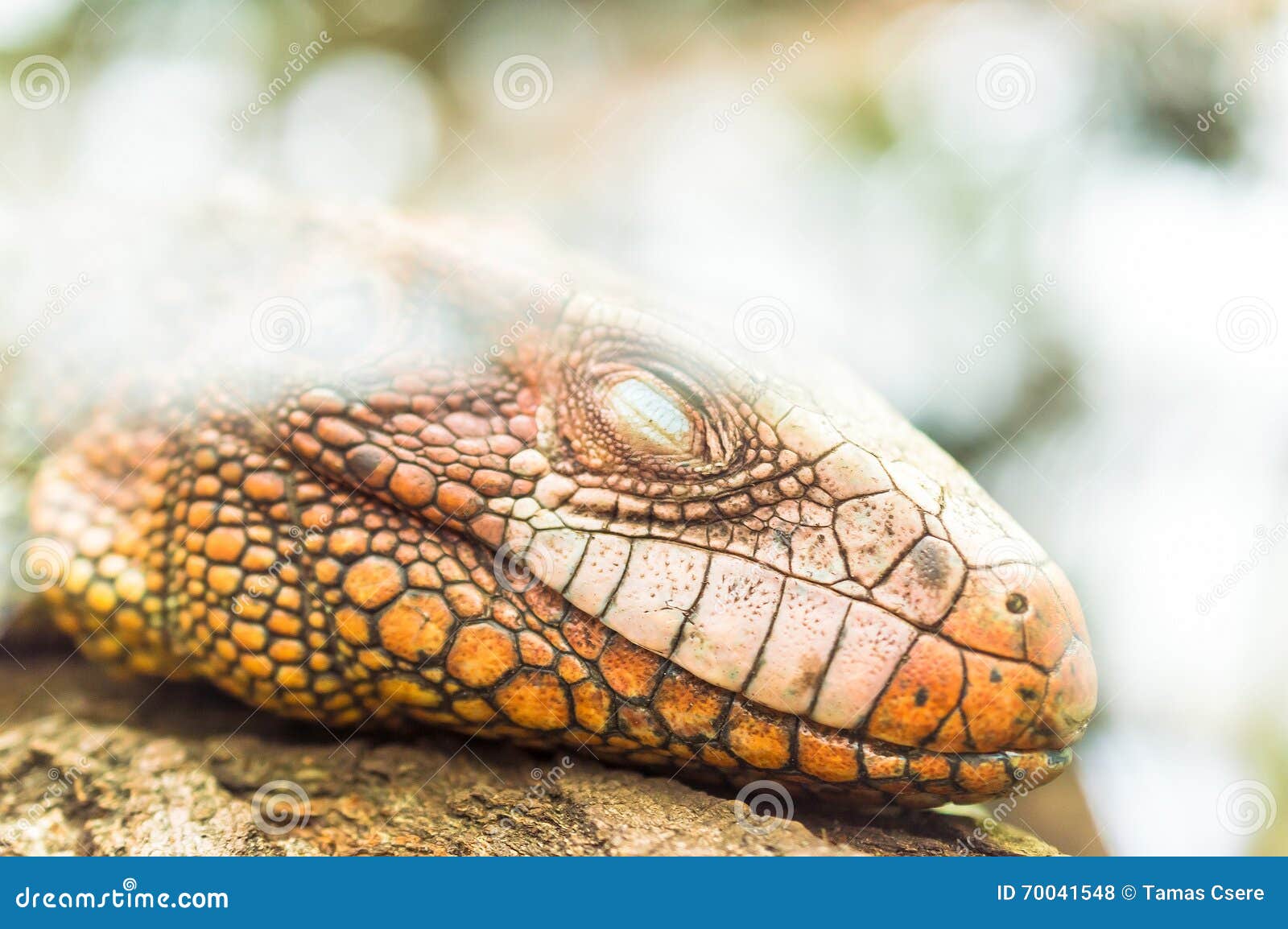 Iguana Is A Reptile That Is A Genus Of Herbivorous Lizards Royalty-Free ...