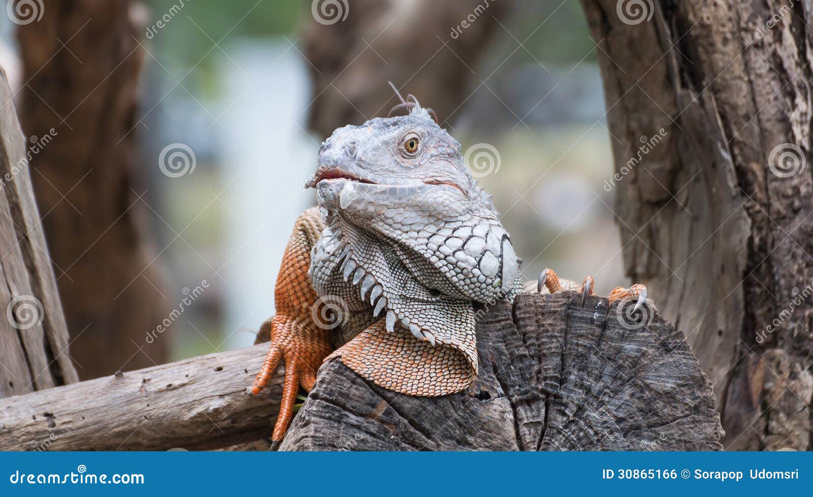 Iguana Is A Reptile That Is A Genus Of Herbivorous Lizards Royalty-Free ...