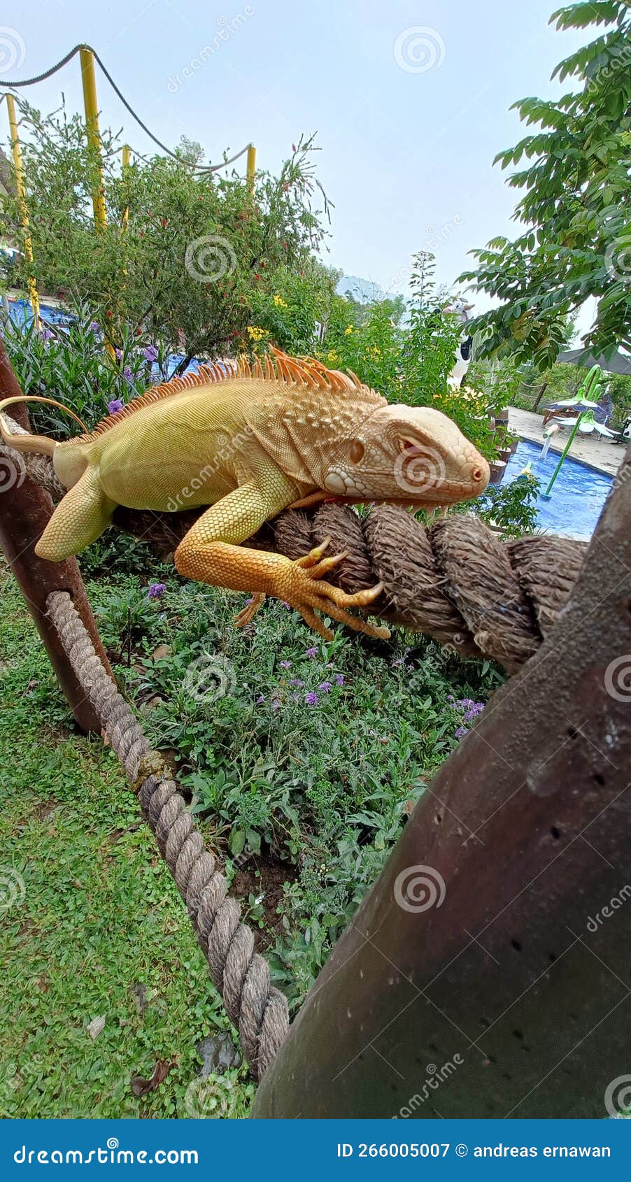 Iguana Resting on a Large Rope Stock Image - Image of resting, iguana ...