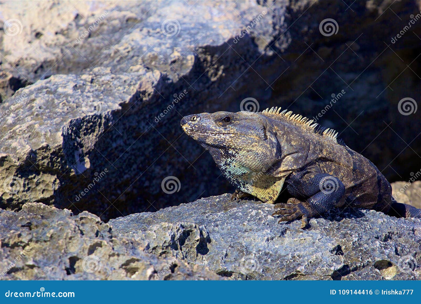 Iguana on the rocks stock photo. Image of standing, brown - 109144416