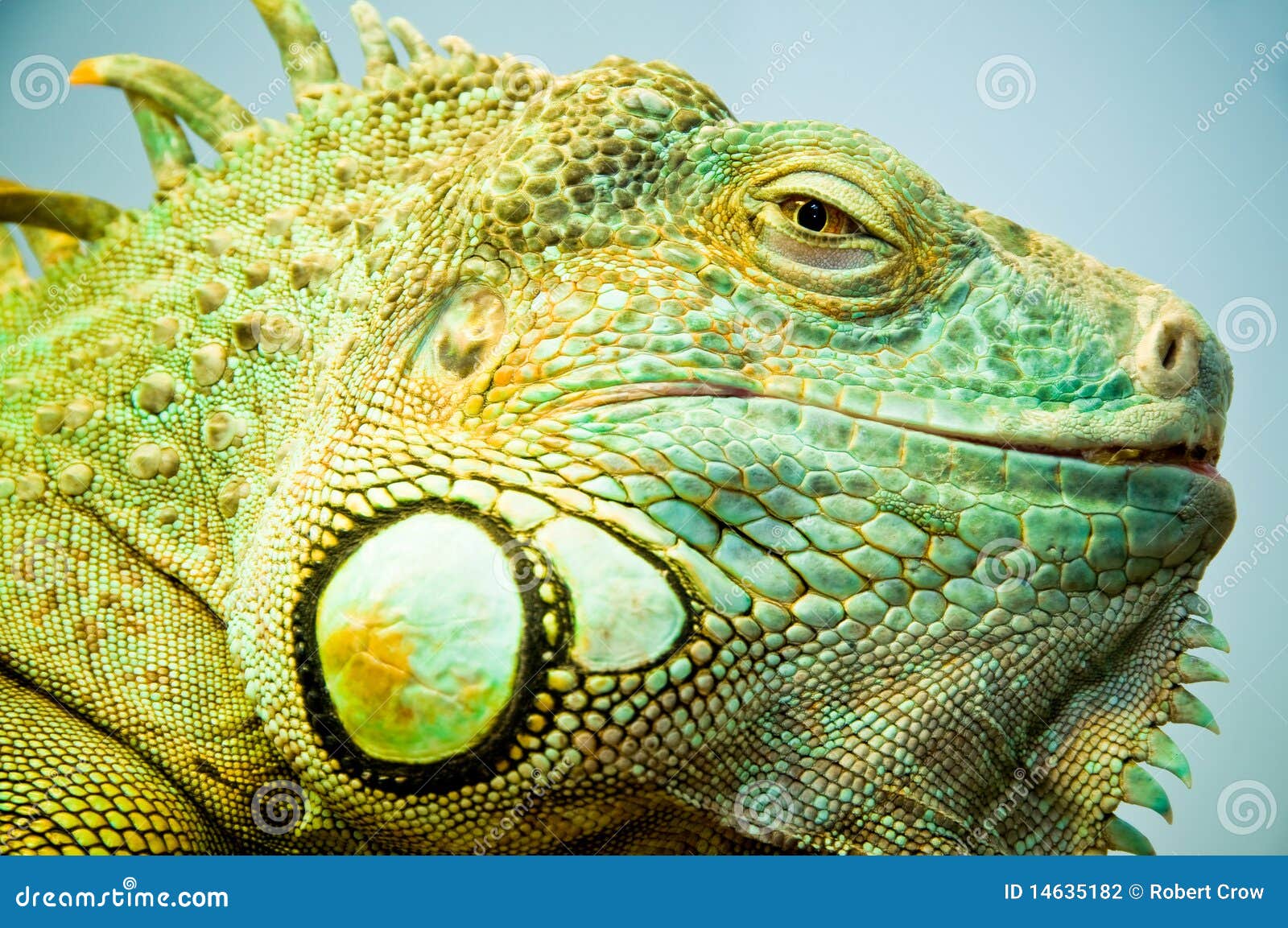Iguana-saurus stock photo. Image of animal, green, color - 14635182