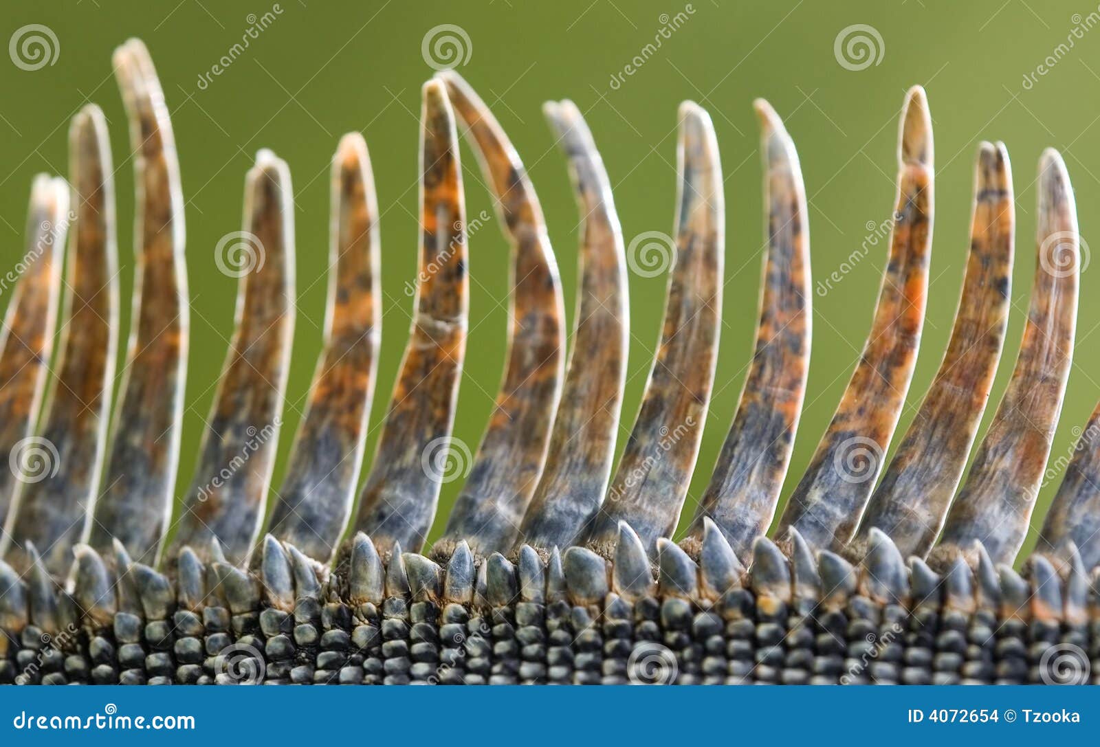 Iguana scales stock photo. Image of scale, nature, macro - 4072654