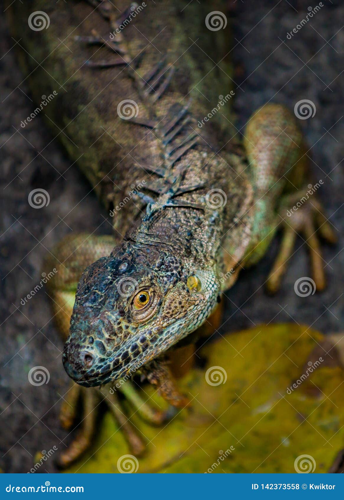 Iguana Shallow Depth of Field with Focus on the Eye Stock Photo - Image ...