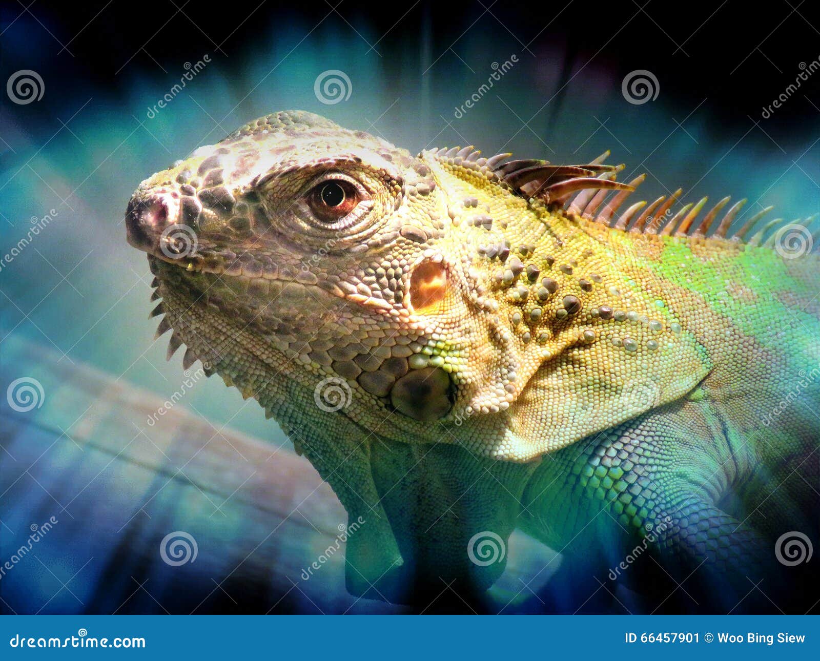 Iguana stock image. Image of reptile, shape, wild, glare - 66457901