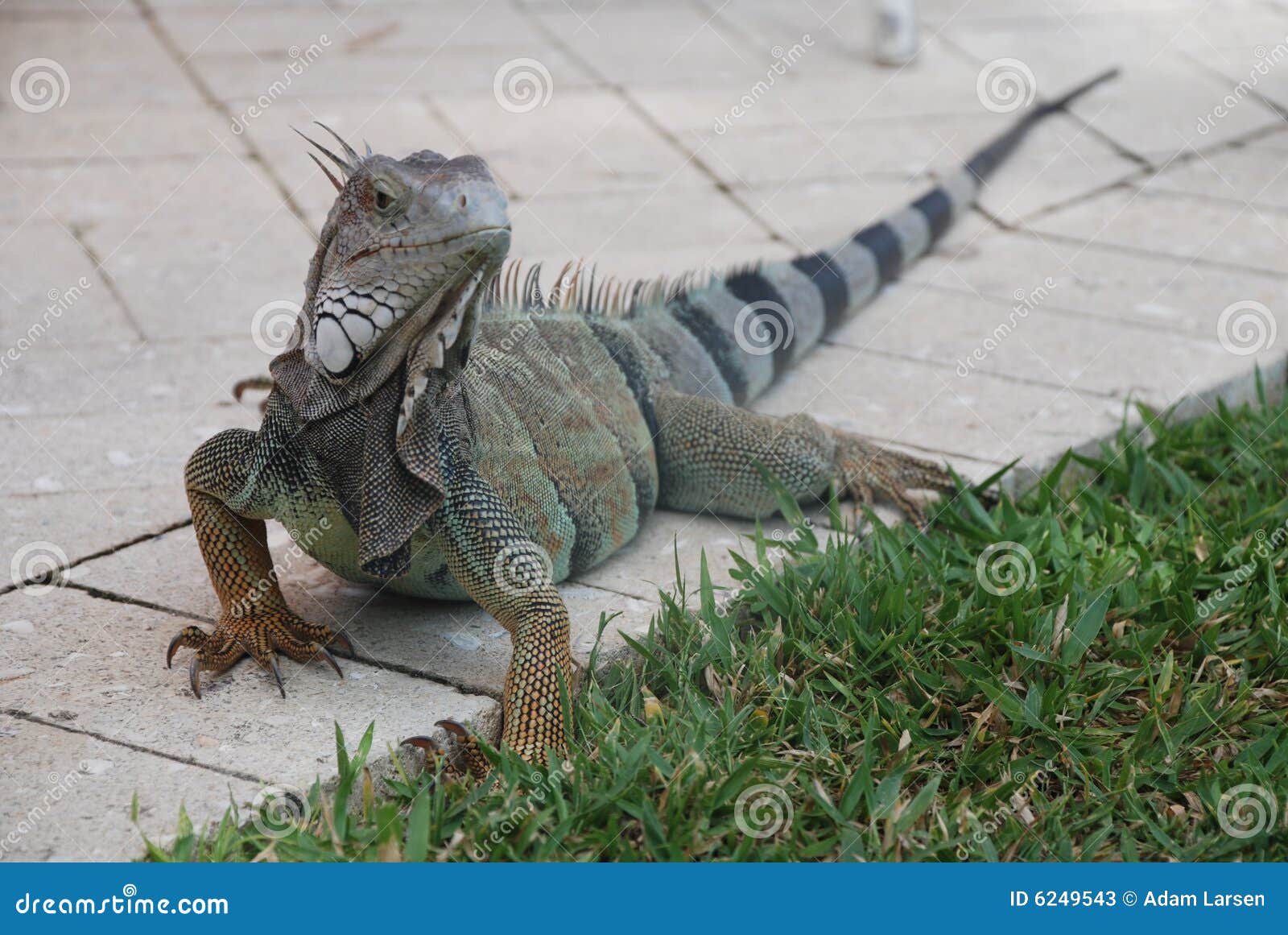 Aruba Gecko / Gonatodes Antillensis Royalty-Free Stock Photo ...