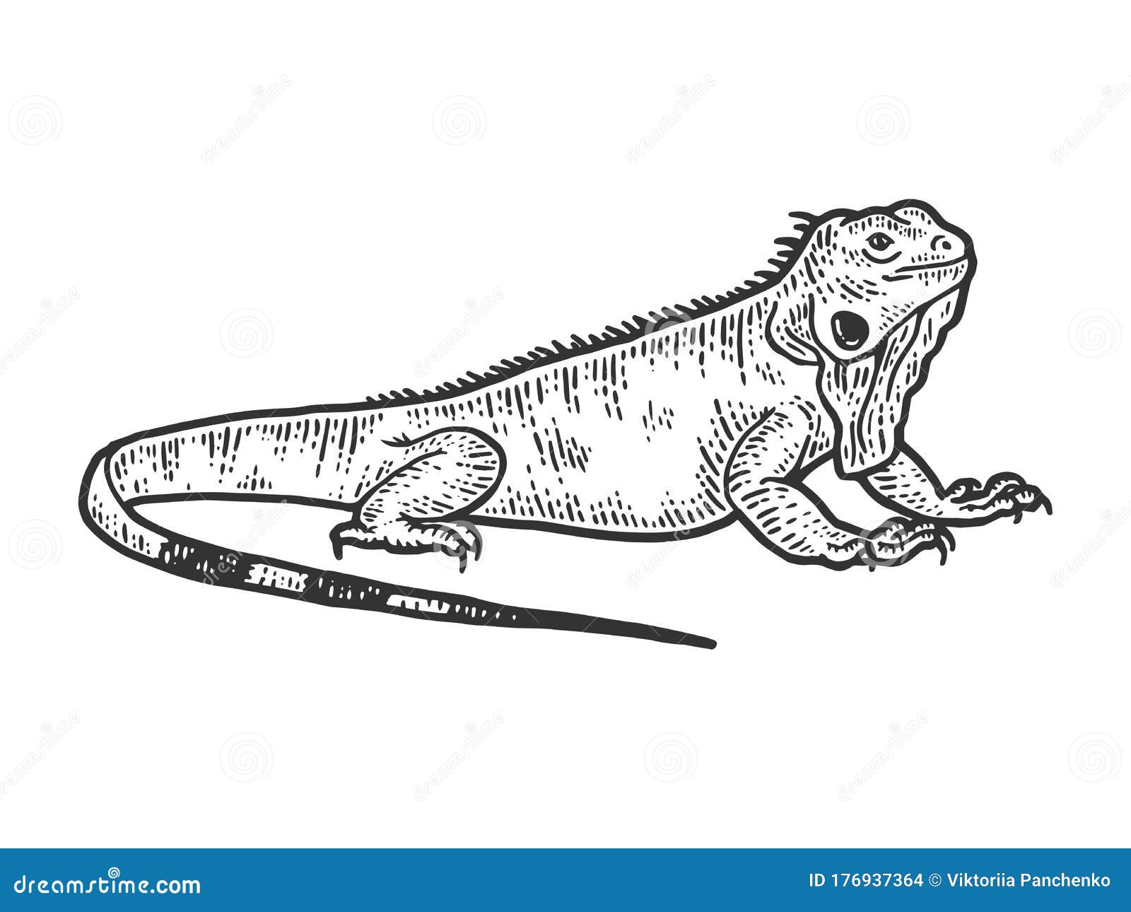 Iguana Sketch, Drawing A Big Lizard. Apparel Print Design Color Cartoon ... Iguana Sketch, Drawing A Big Lizard. Apparel Print Design Color Cartoon ...