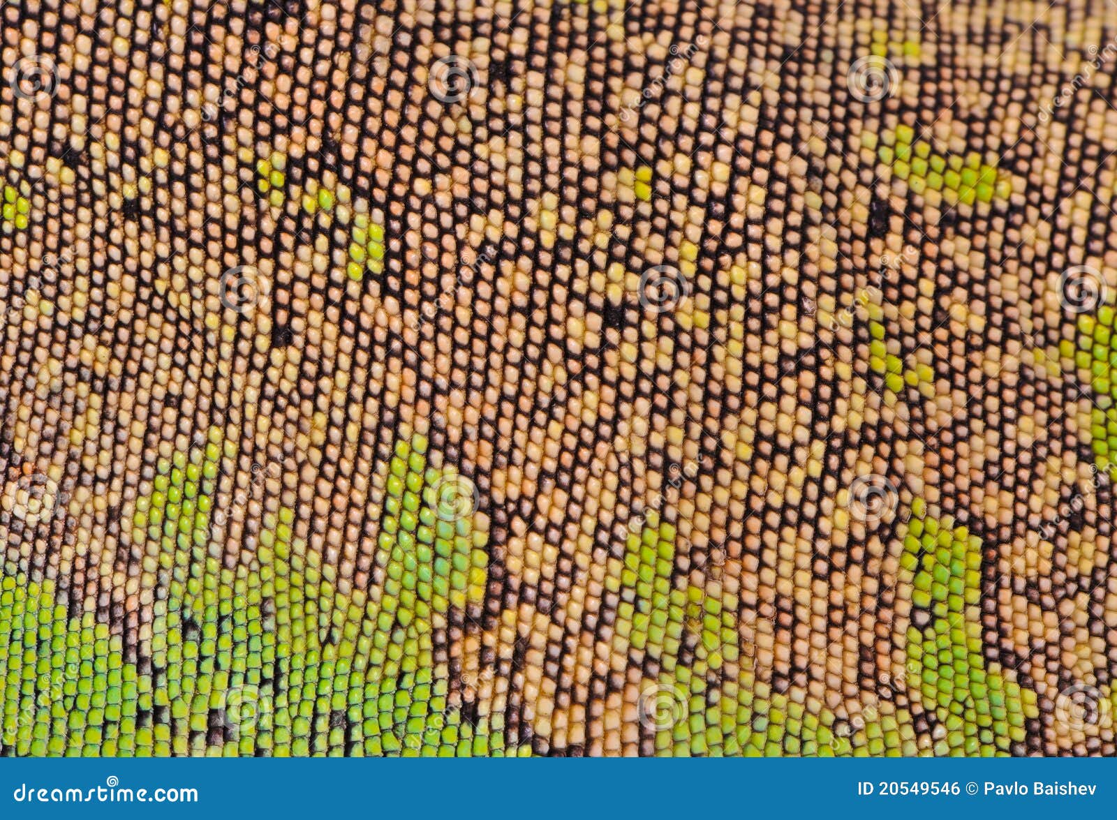 Iguana skin stock photo. Image of terrestrial, predators - 20549546