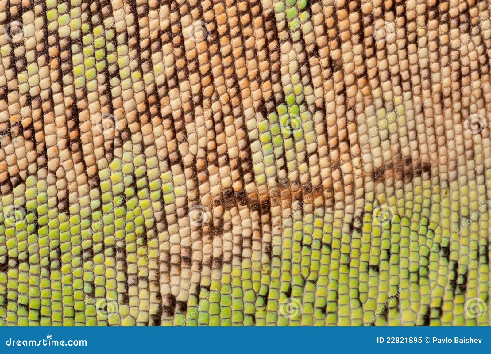 Iguana skin stock image. Image of skin, shiny, terrestrial - 22821895