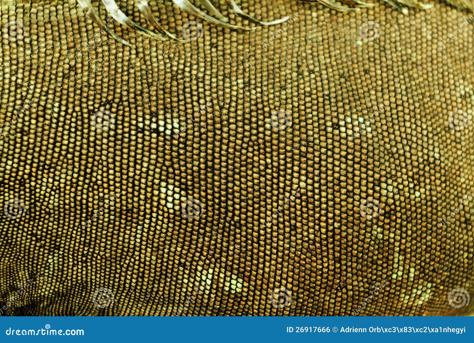 Iguana skin stock photo. Image of nature, primitive, iguana - 26917666