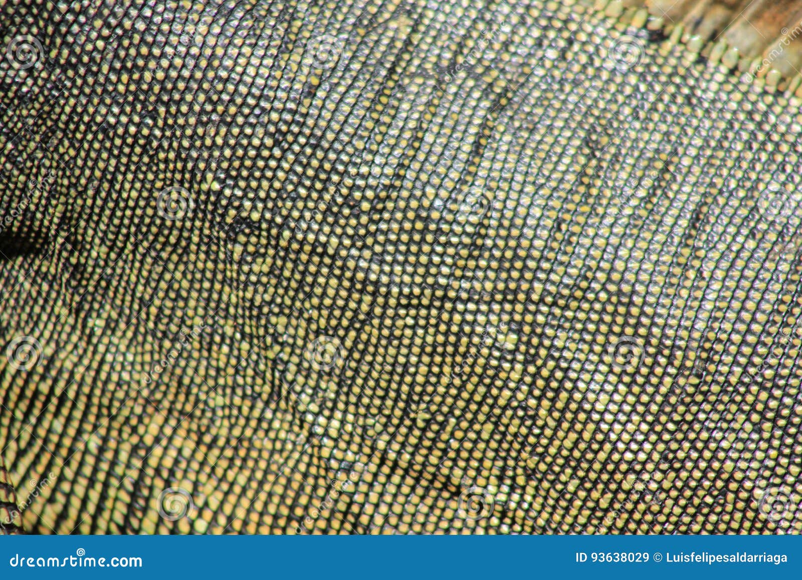 Iguana skin in detail stock image. Image of culture, large - 93638029