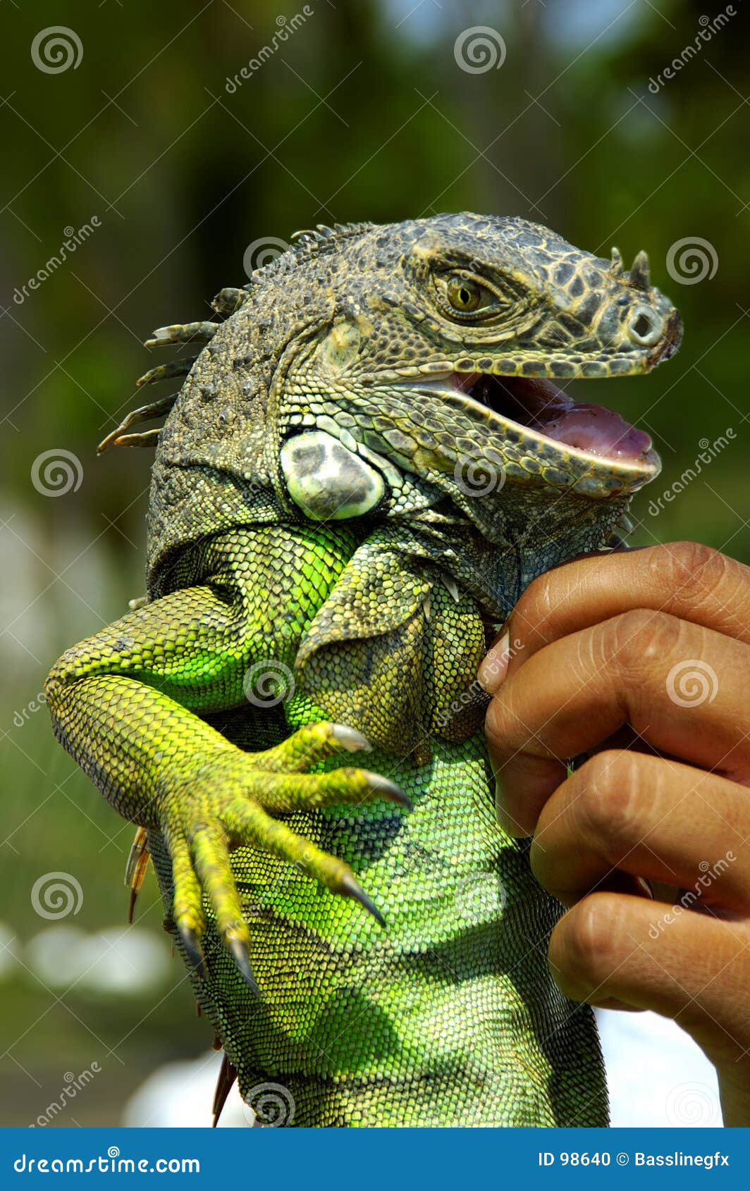 Iguana Smile stock photo. Image of lizards, smile, smiling - 98640