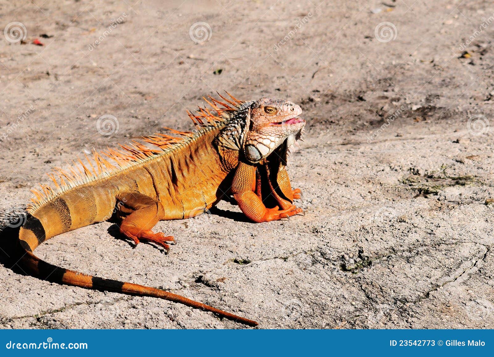 Iguana in the Sun stock image. Image of creature, domesticated - 23542773