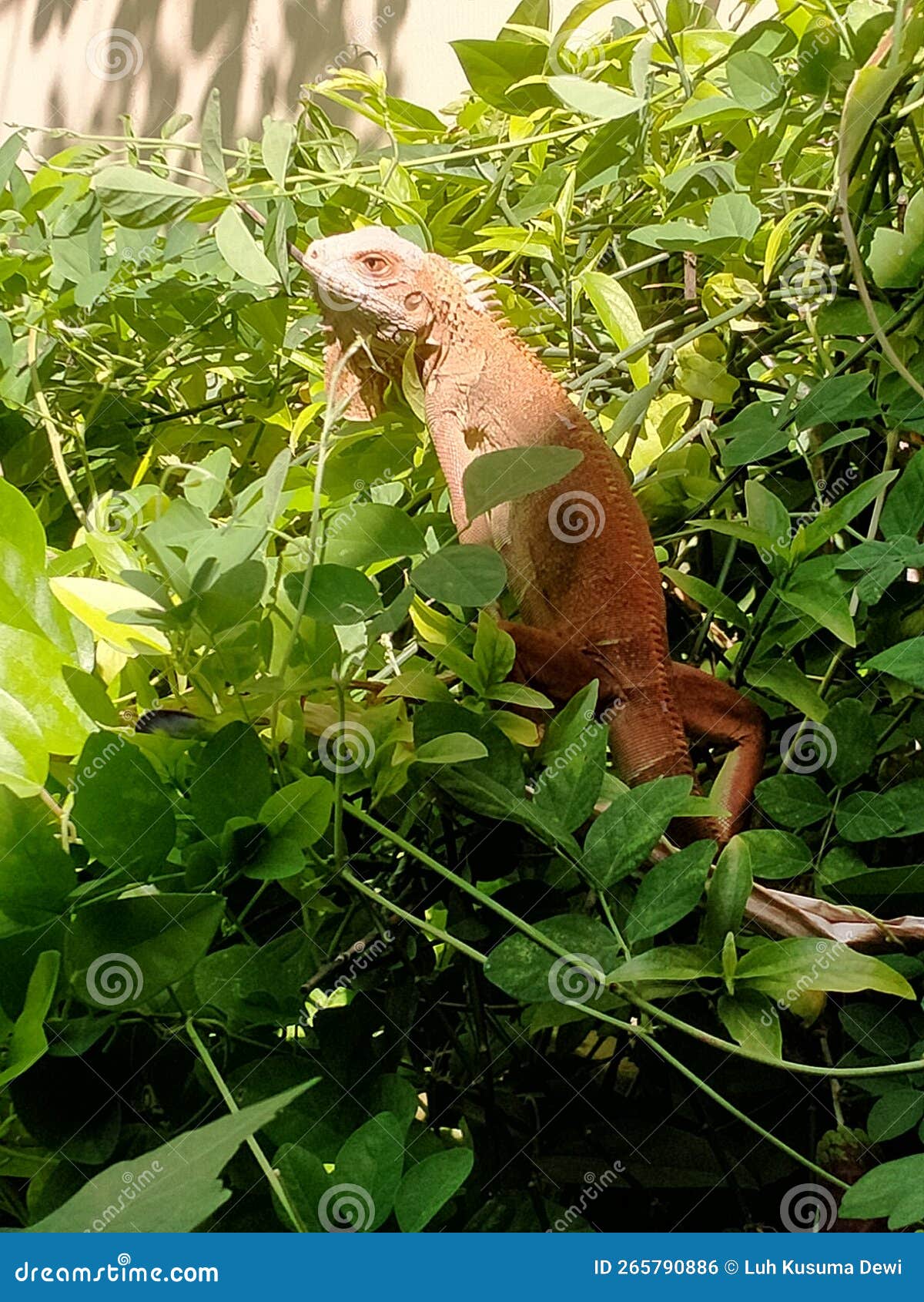 Iguana Sun Bathing stock photo. Image of mammal, woodland - 265790886
