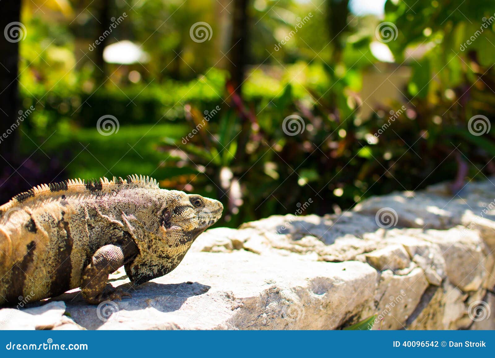 Iguana in the sun stock photo. Image of tree, body, vertebrate - 40096542