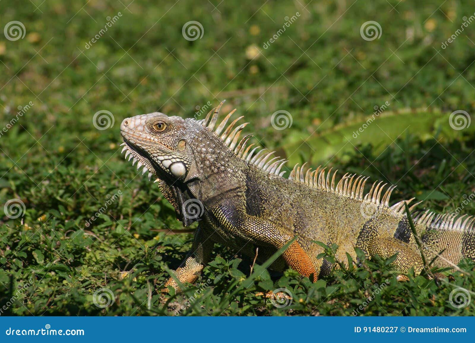 Iguana stock image. Image of taking, grass, break, stoic - 91480227