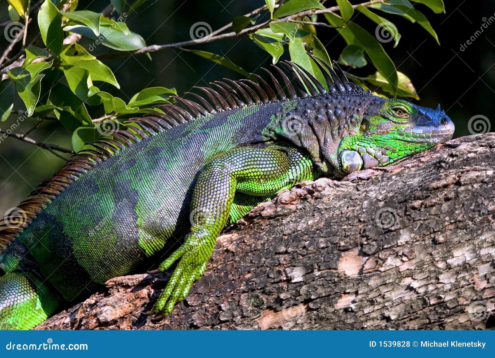 Iguana in Tree stock photo. Image of animal, sunning, iguana - 1539828