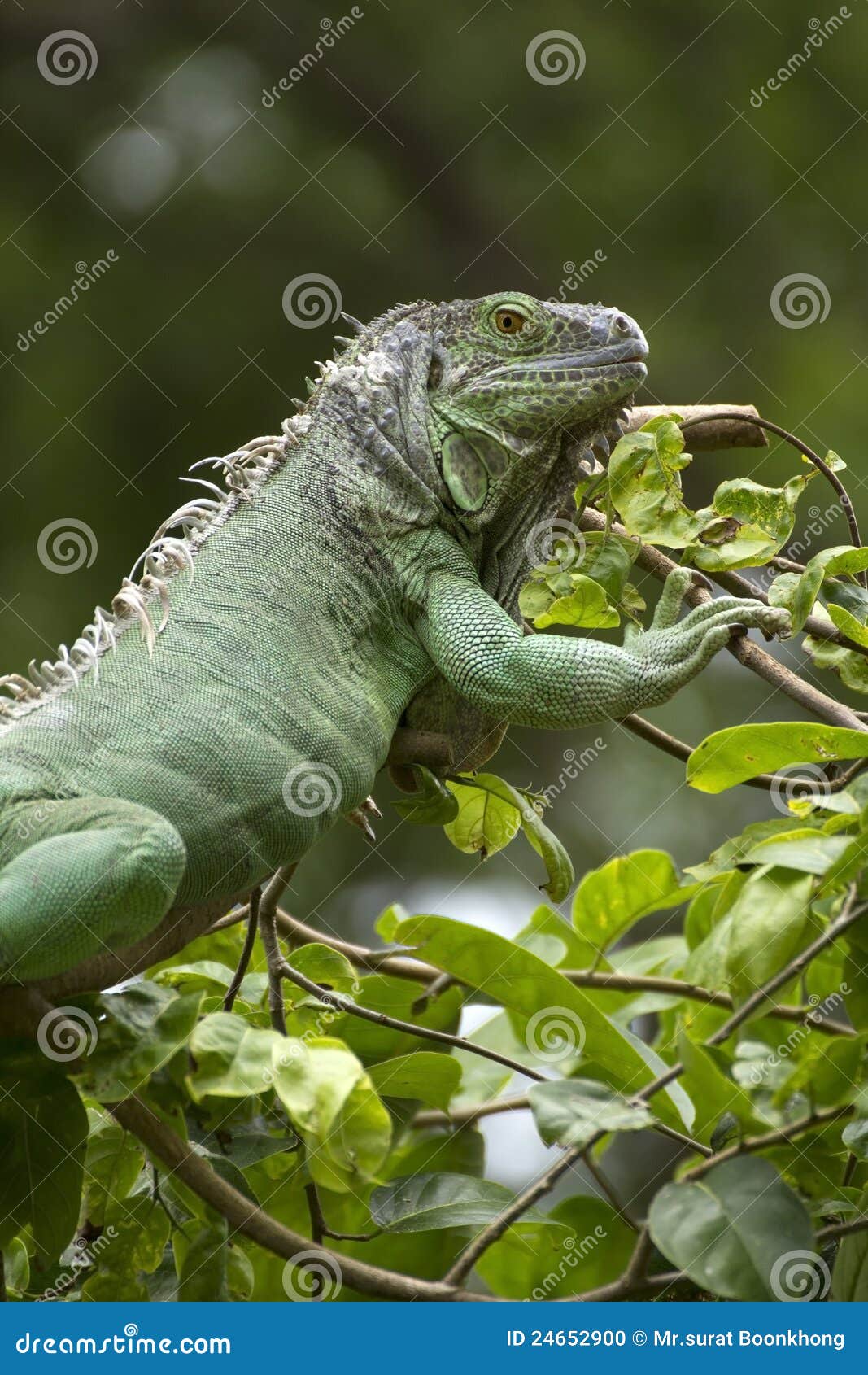 Iguana on the tree stock photo. Image of wood, lizard - 24652900