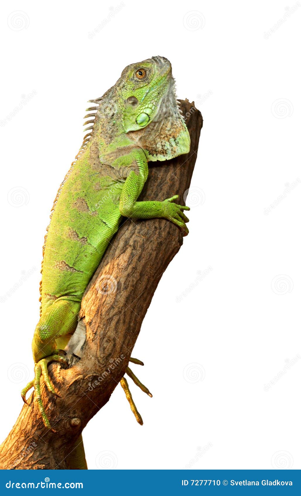 Iguana On A Tree Royalty-Free Stock Photo | CartoonDealer.com #19080687