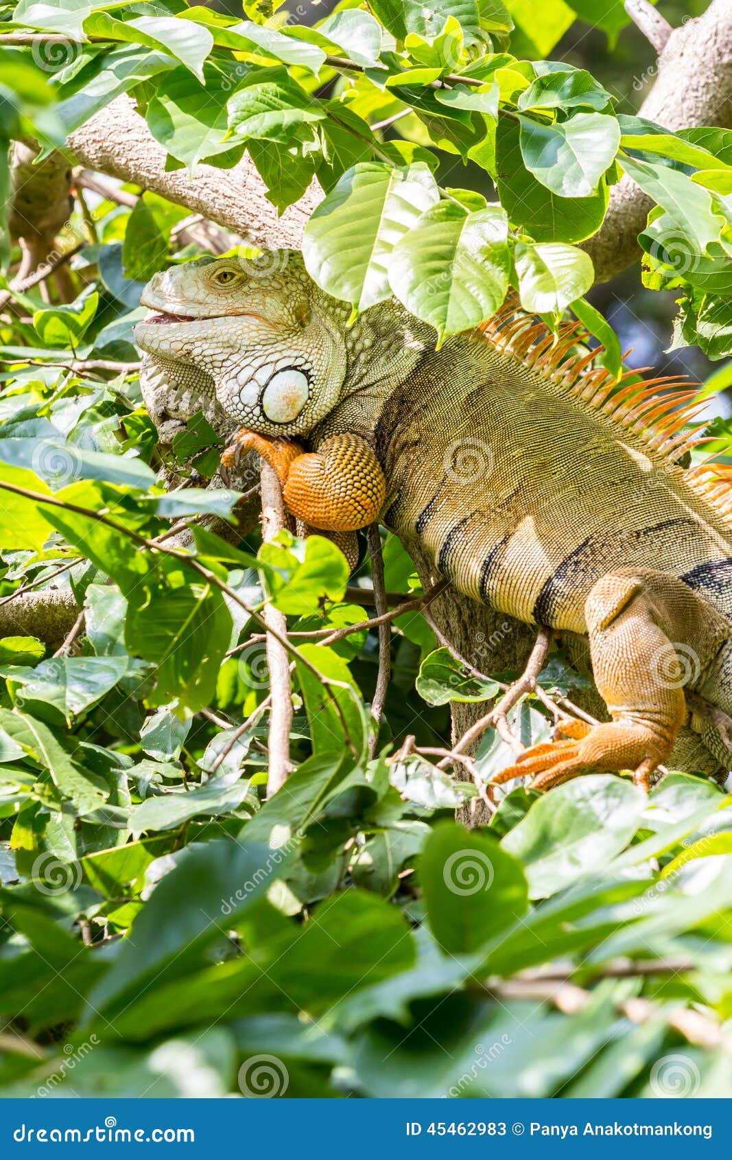 Iguana on tree stock image. Image of skin, vertebrate - 45462983