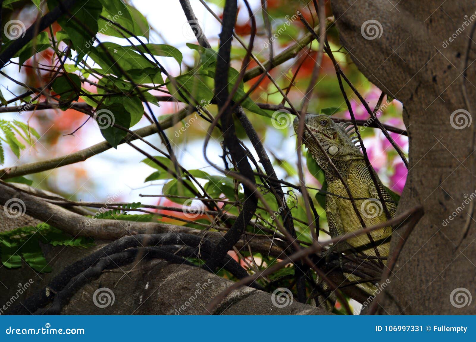 Iguana in a tree stock image. Image of natural, wildlife - 106997331