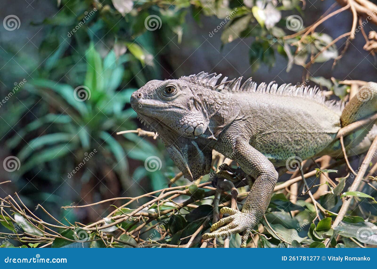 Iguana on the tree stock image. Image of wildlife, animals - 261781277