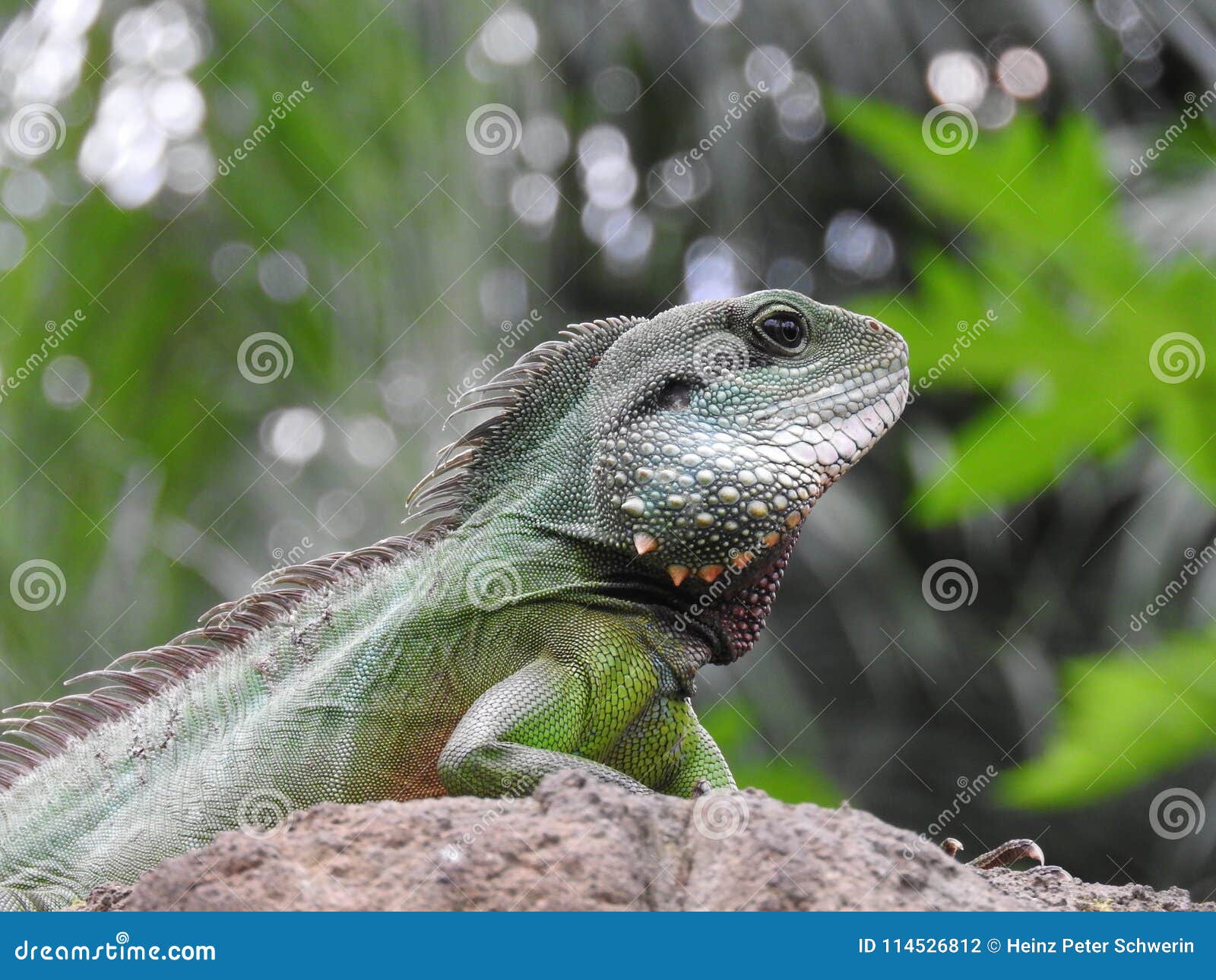 Iguana on a tree stock photo. Image of environment, iguana - 114526812