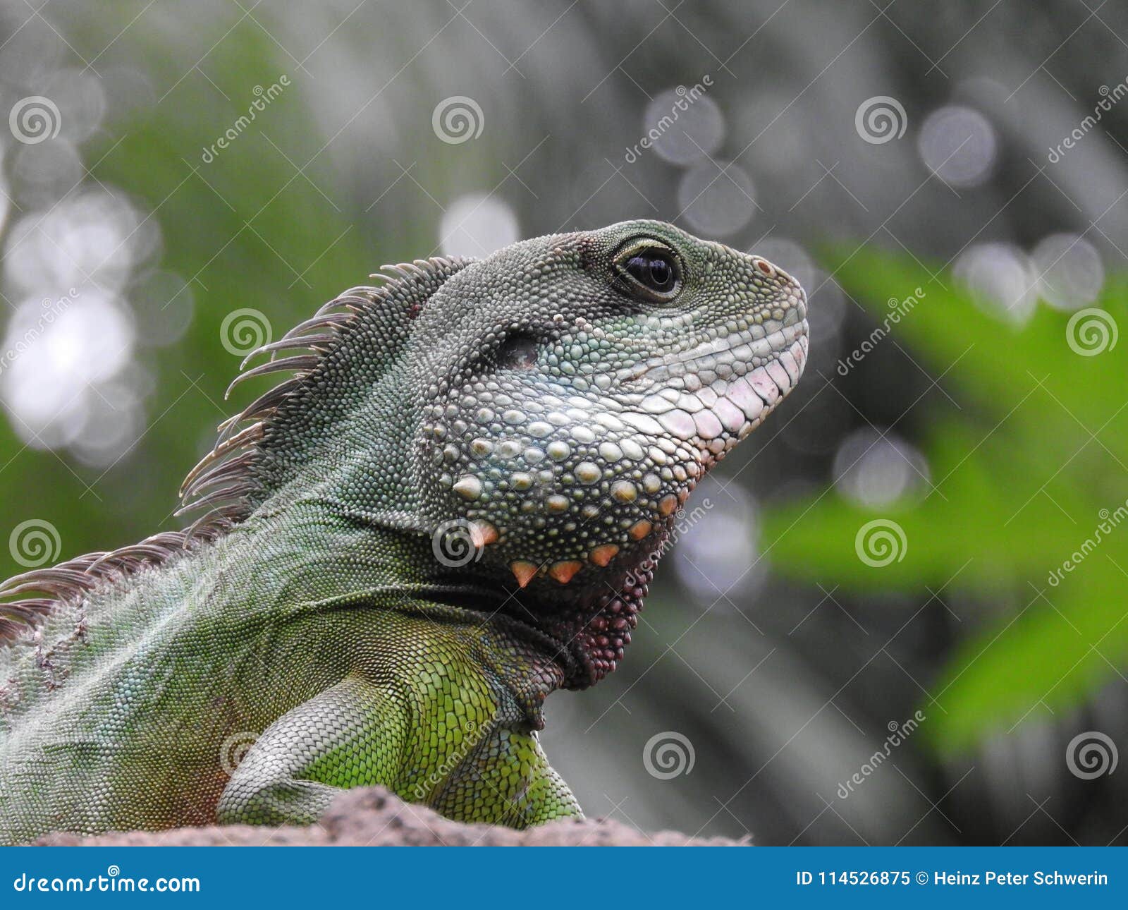 Iguana on a tree stock image. Image of summer, branch - 114526875