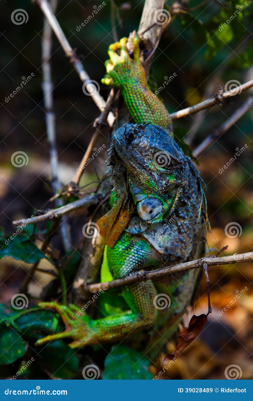 Iguana in tree stock image. Image of helmet, caribbean - 39028489