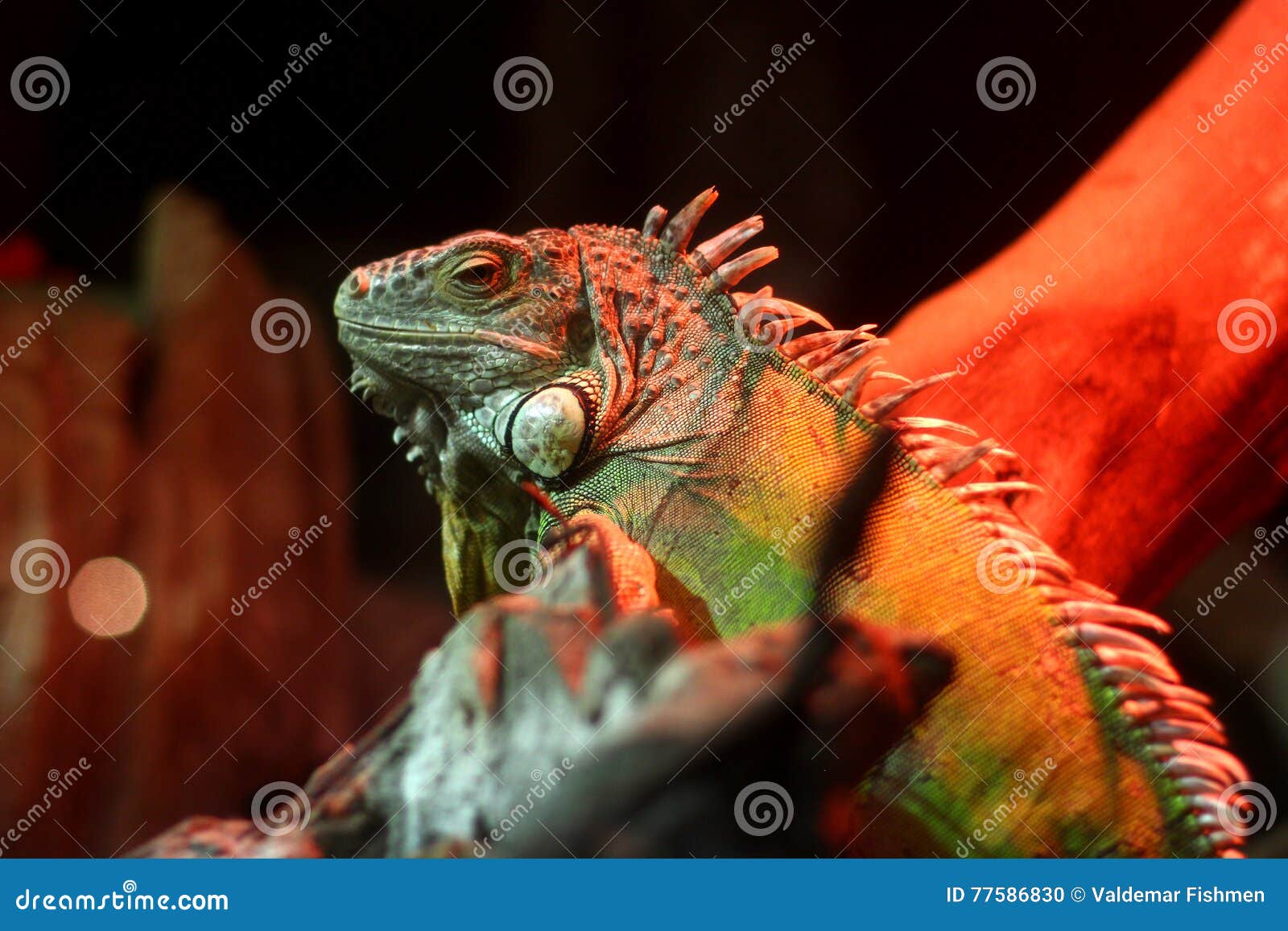 Iguana stock photo. Image of posing, south, wildlife - 77586830