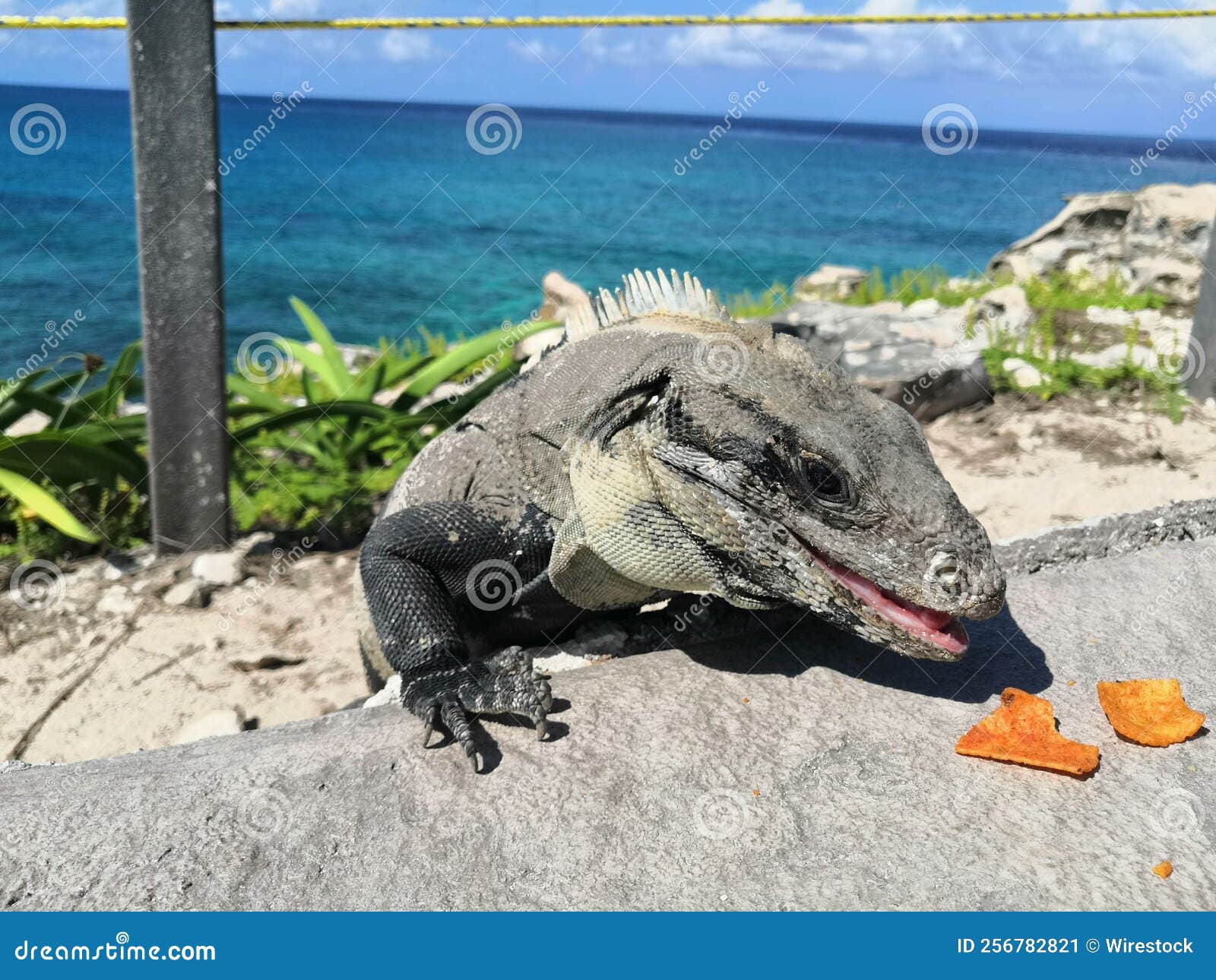 Iguana Trying To Catch Snack by the Ocean Stock Image - Image of animal ...