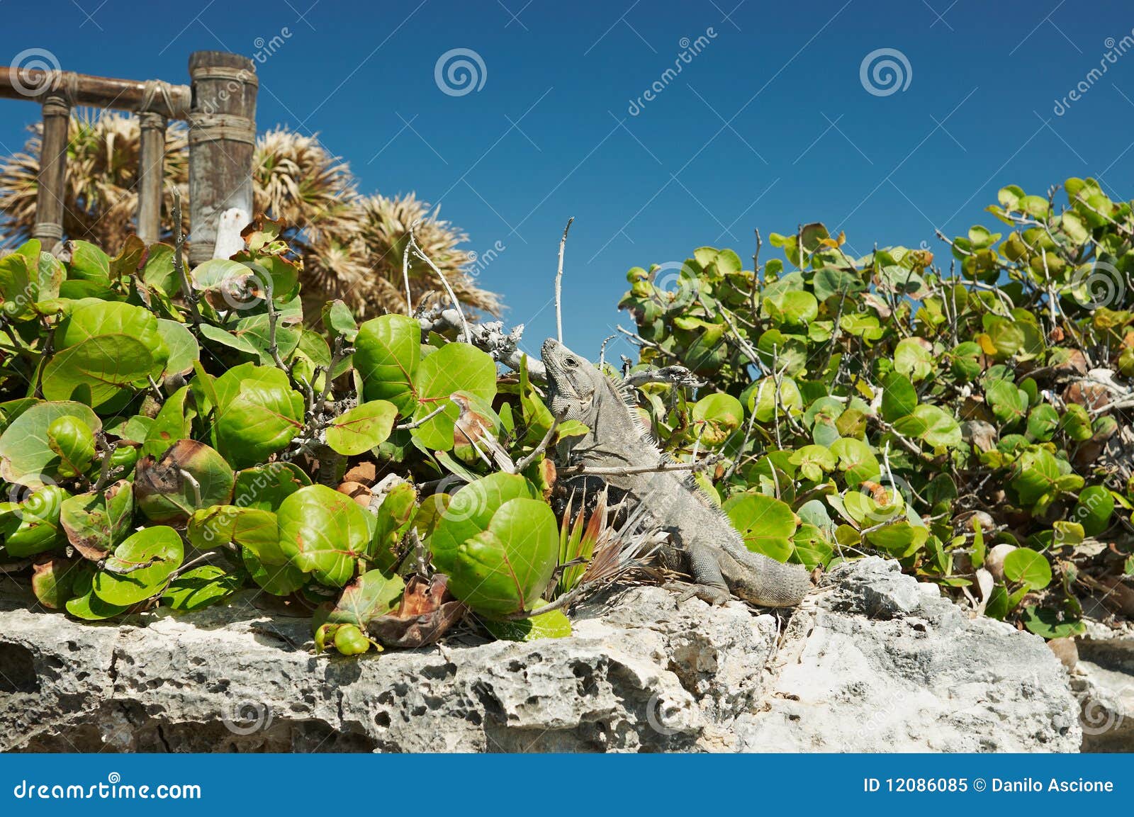 Iguana in Tulum, Mexico stock image. Image of ruins, site - 12086085
