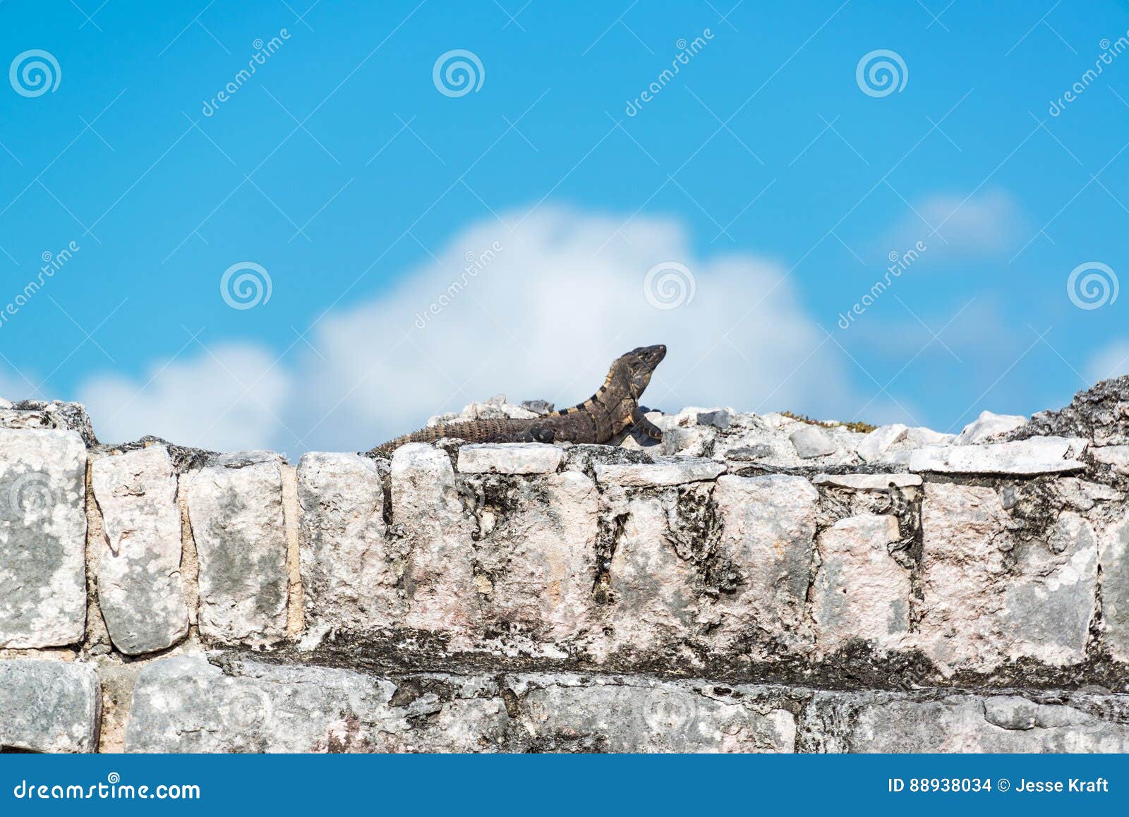 Iguana on Tulum Ruins stock photo. Image of maya, vacation - 88938034